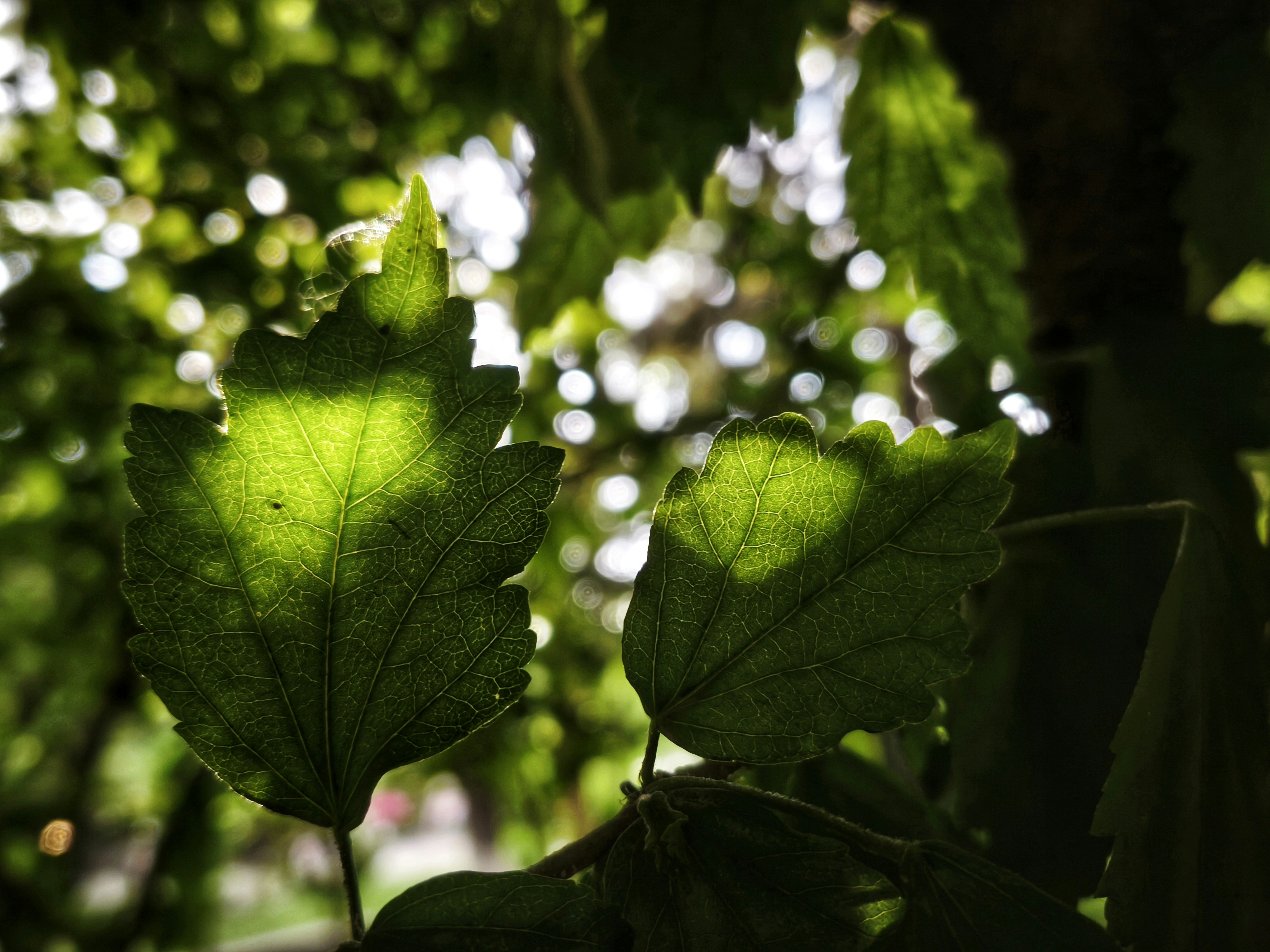 Sunlight shines through green leaves.