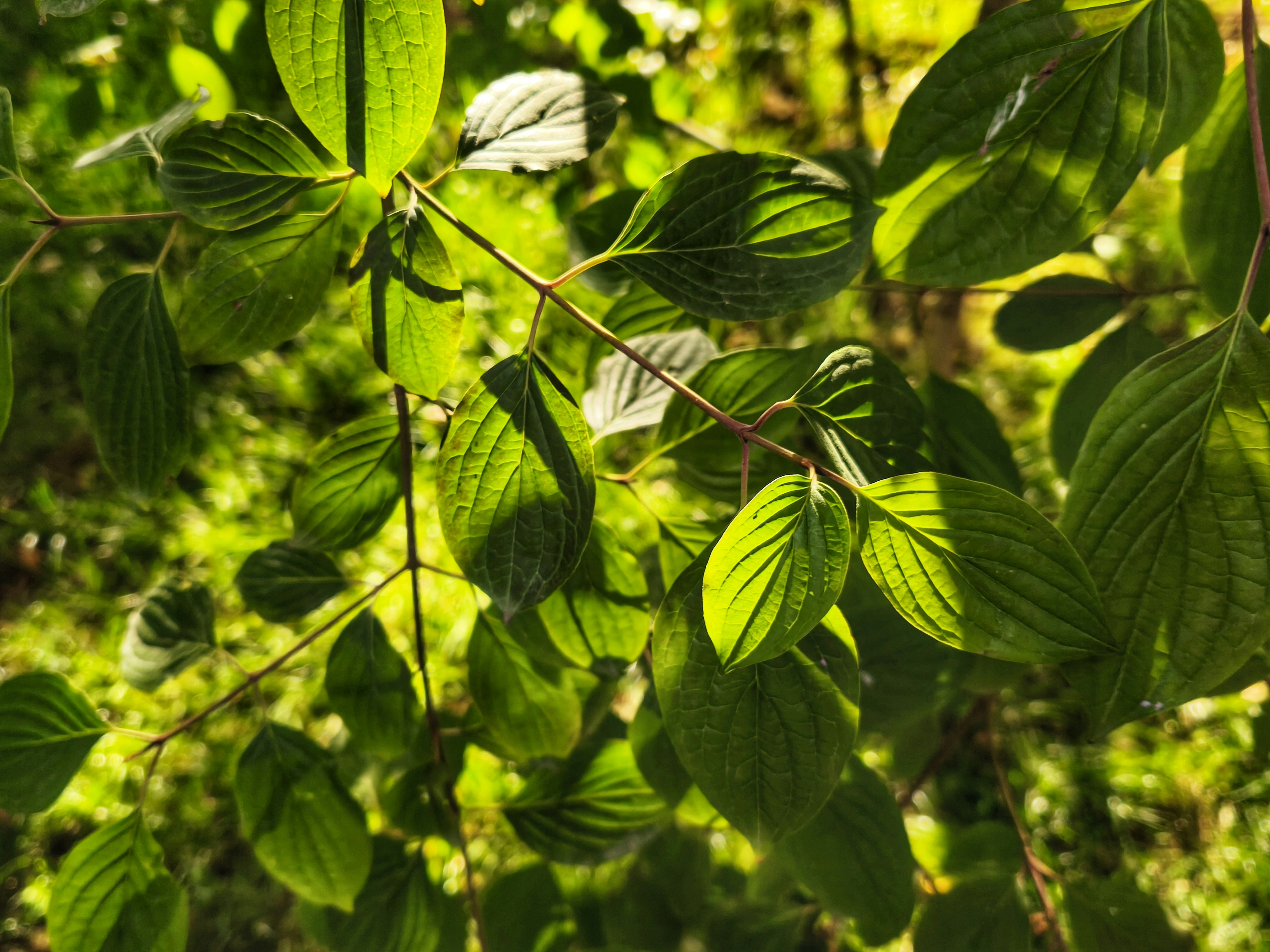 Green leaves bask in the sunlight.