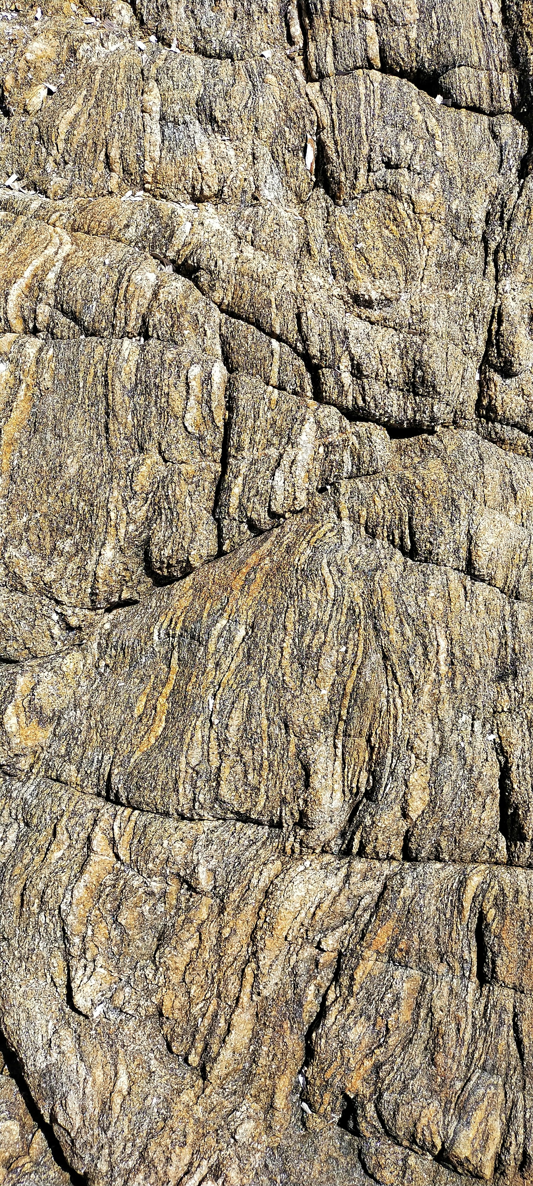 Here's a short caption for the image: textured rock displays complex grain patterns.