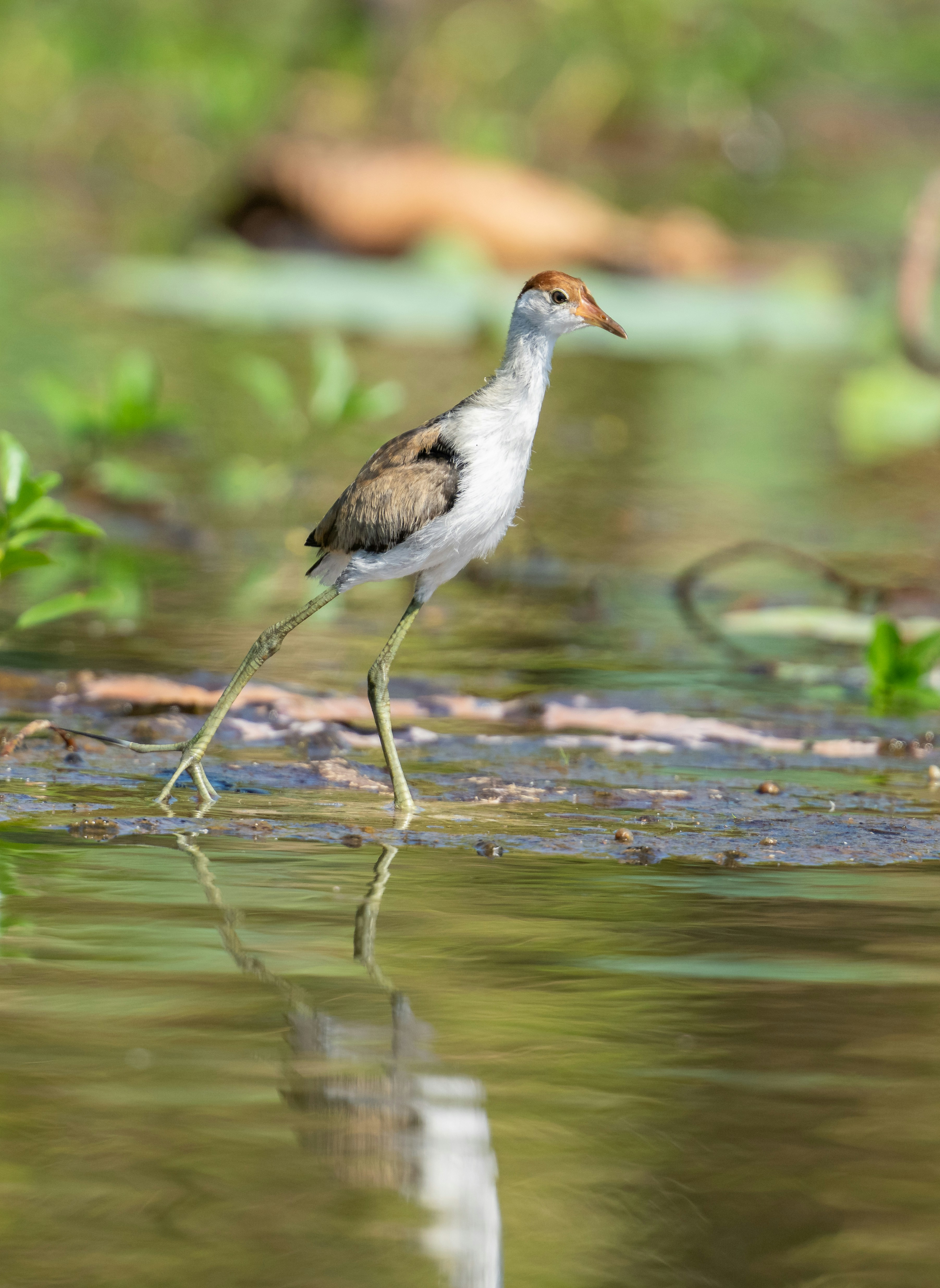 A white-browed crake strides through the water.