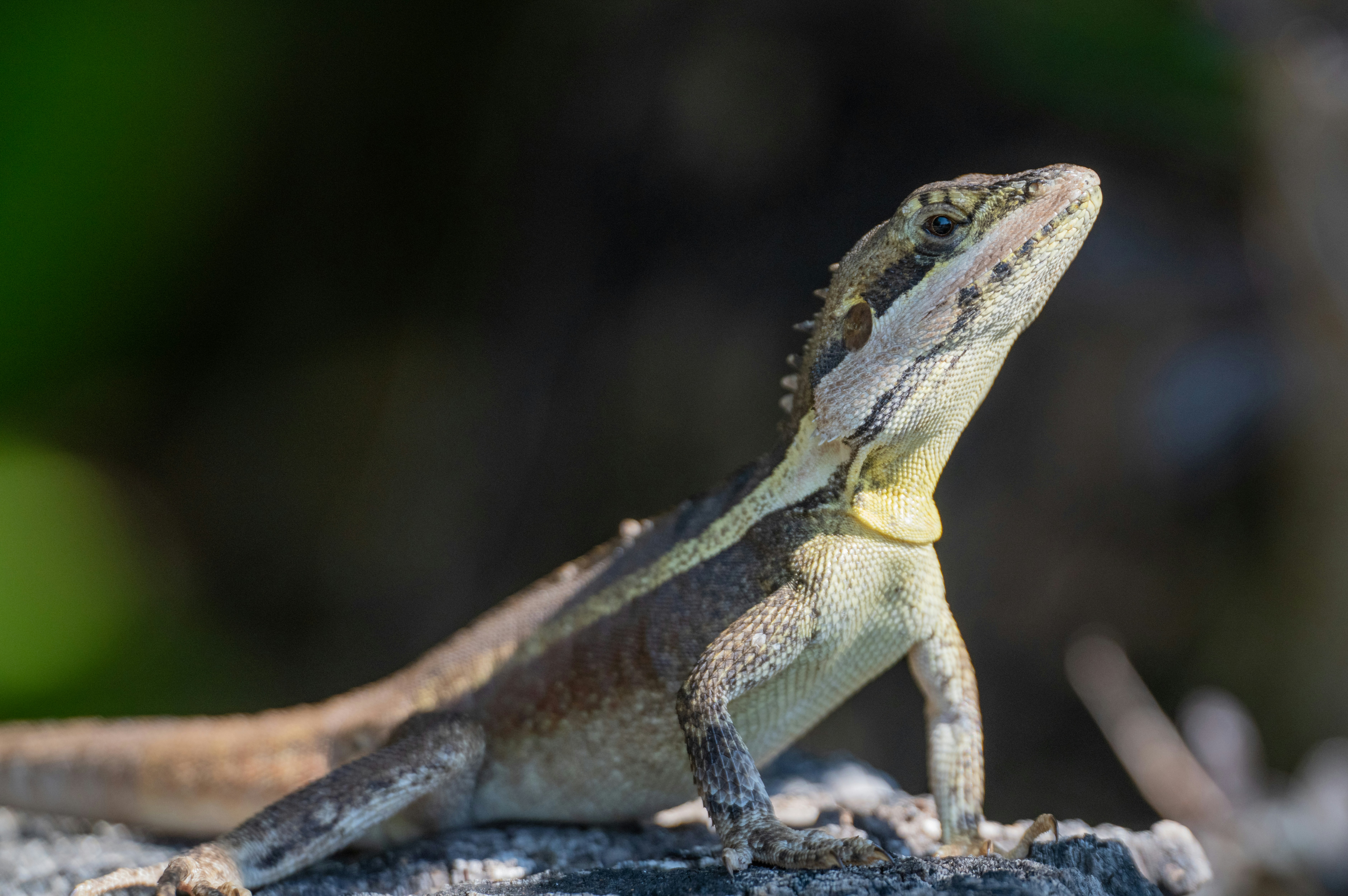 A lizard is looking up toward the sunlight.