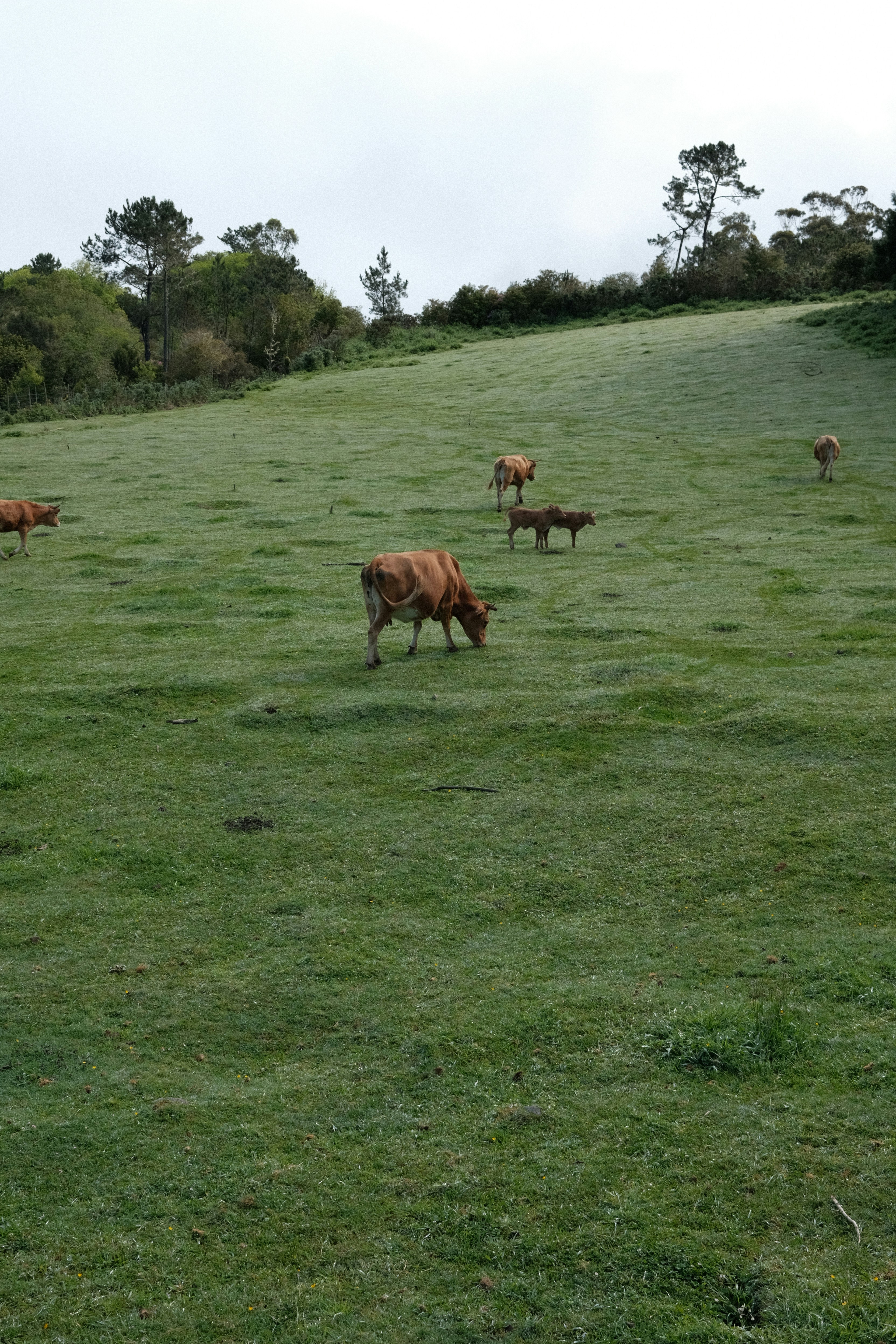 Grazing Harmony on Verdant Pastures