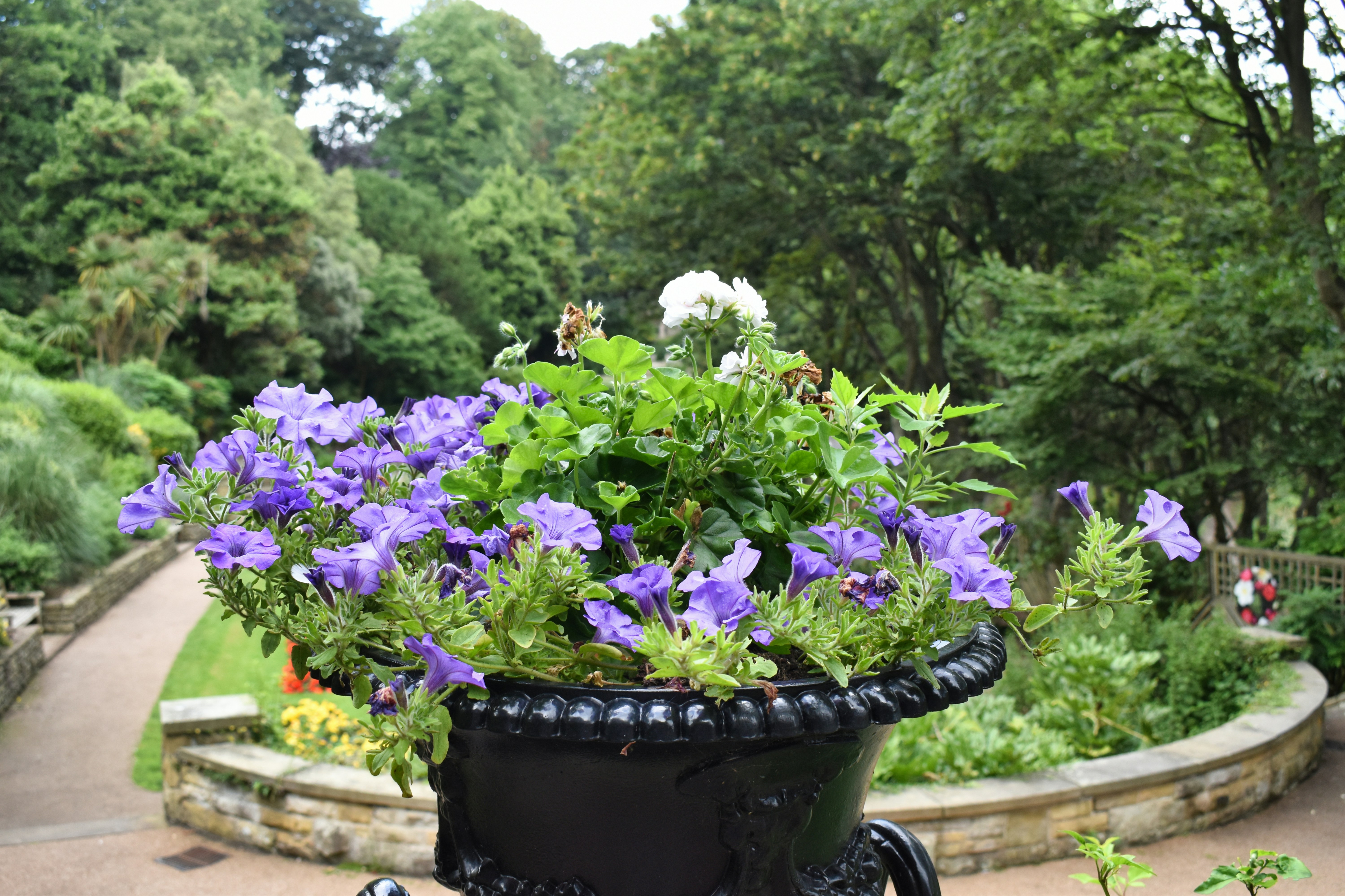 Flowers bloom in a decorative garden planter.