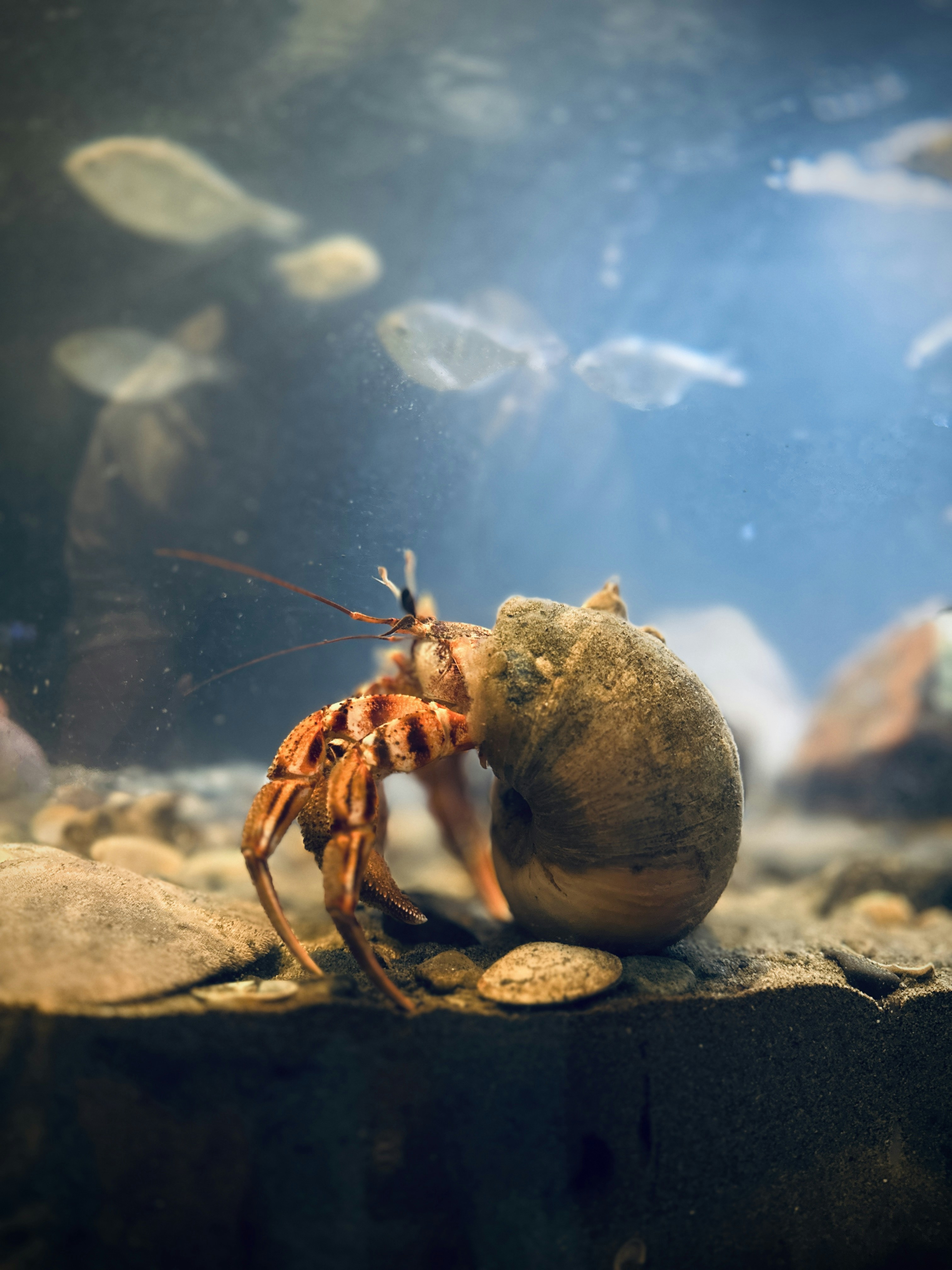 The Hermit’s Journey: A Shell’s Embrace