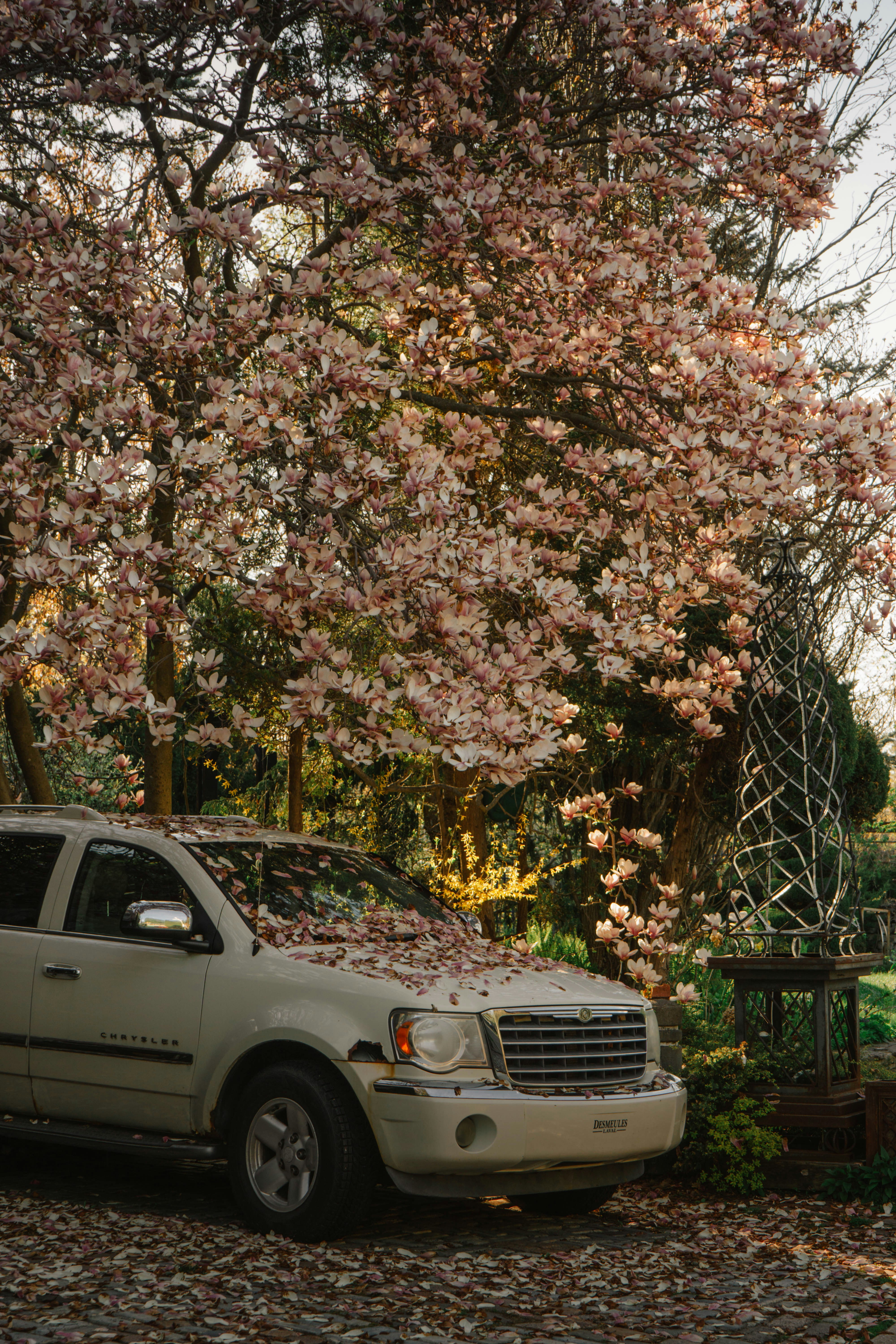 Petal Canopy Over a Quiet White SUV