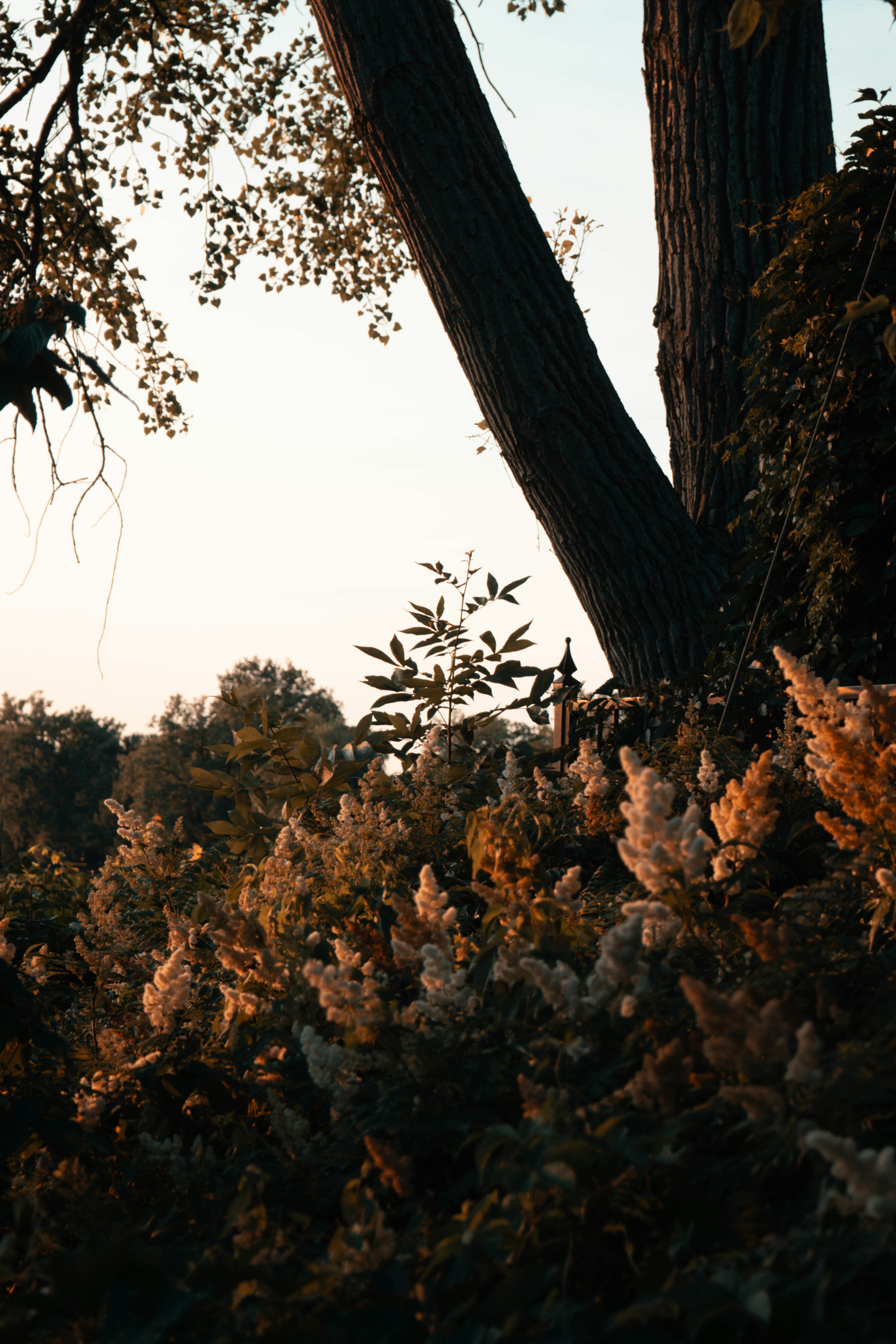 Lush foliage and towering trees softly illuminated by the warm glow of sunset, creating a serene natural scene.