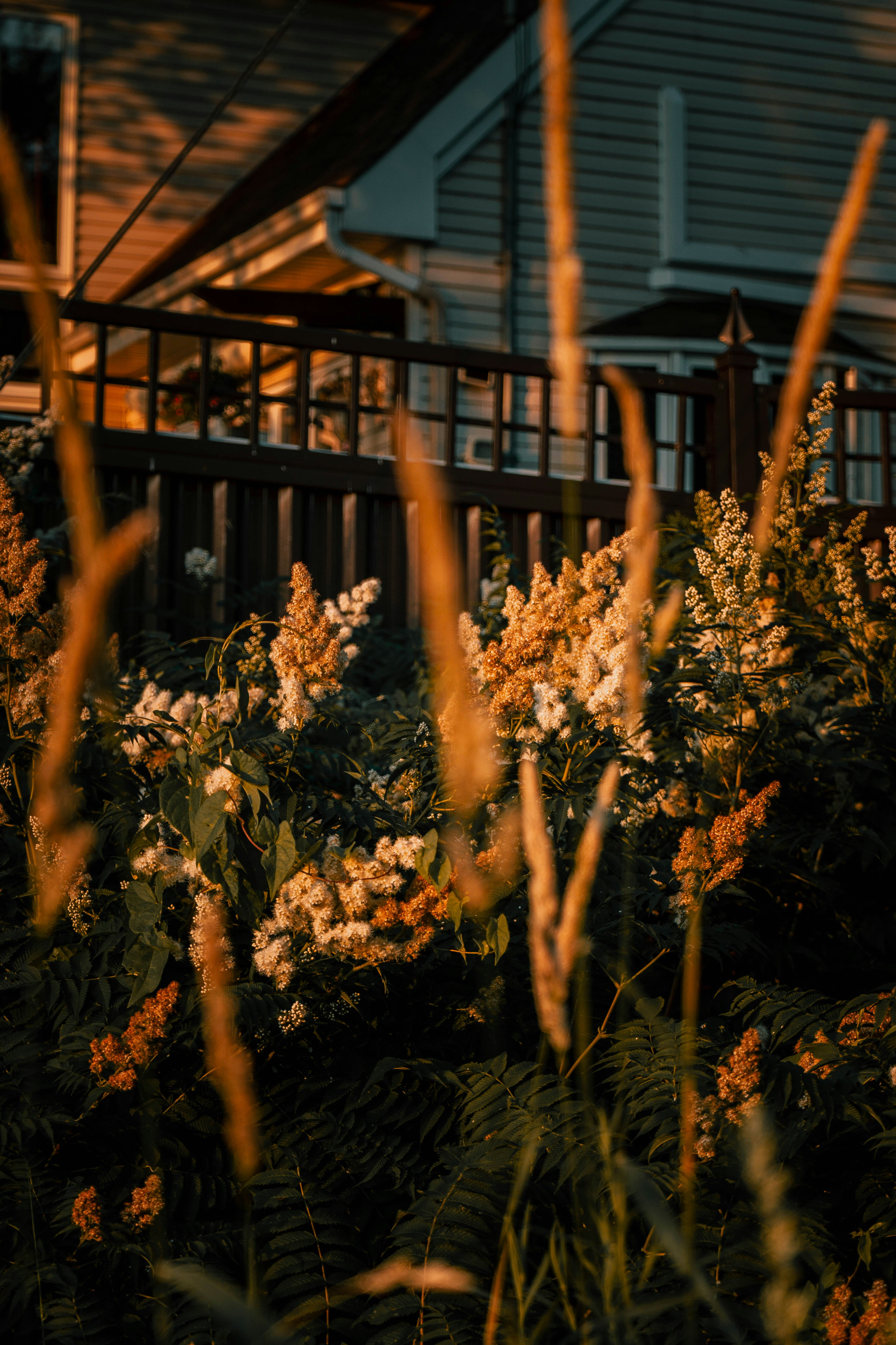 Vegetation at sunset in front of house. | Plants in focus with a house in the background.