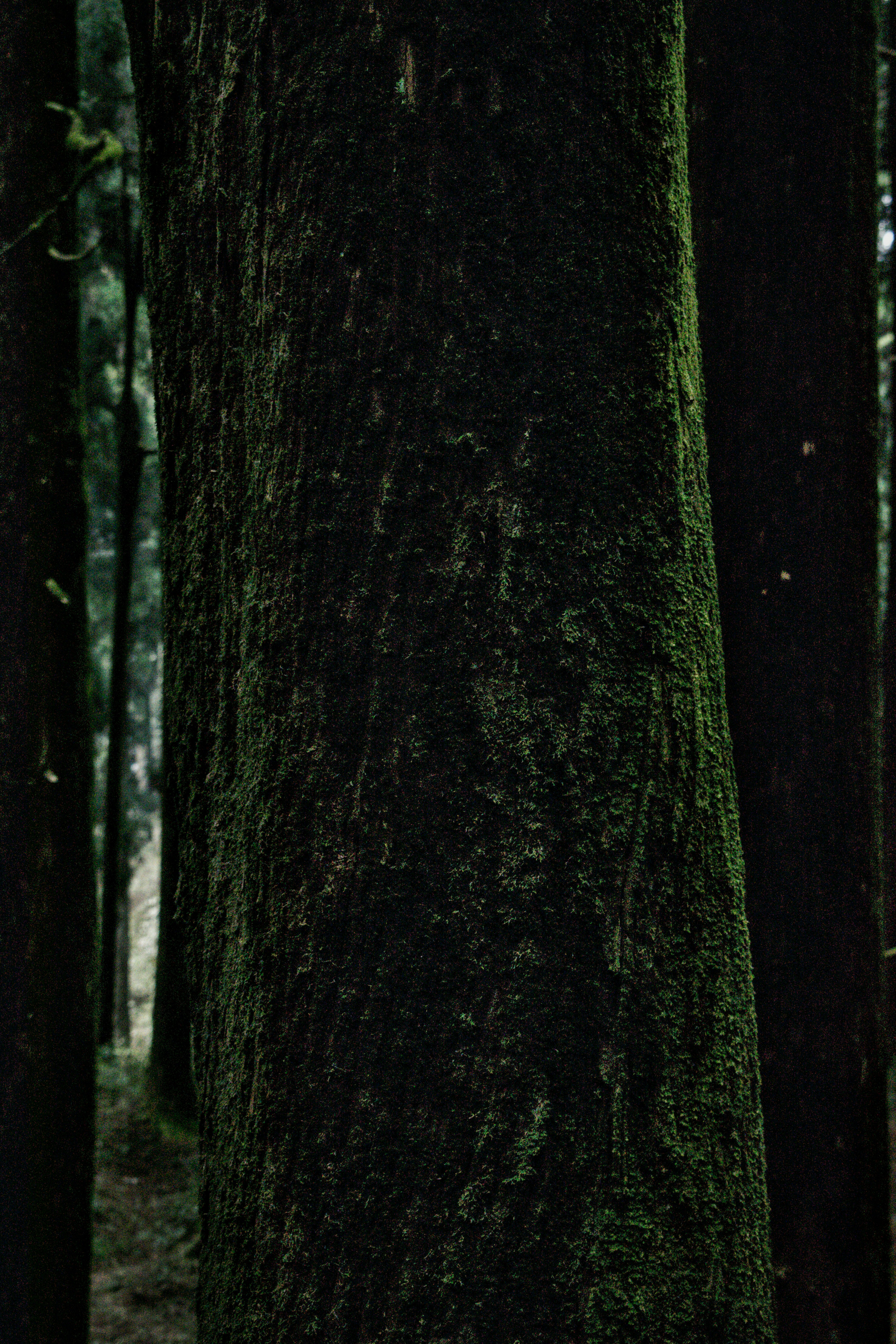 Mossed Tree bark . | Moss-covered tree trunks in a lush forest.