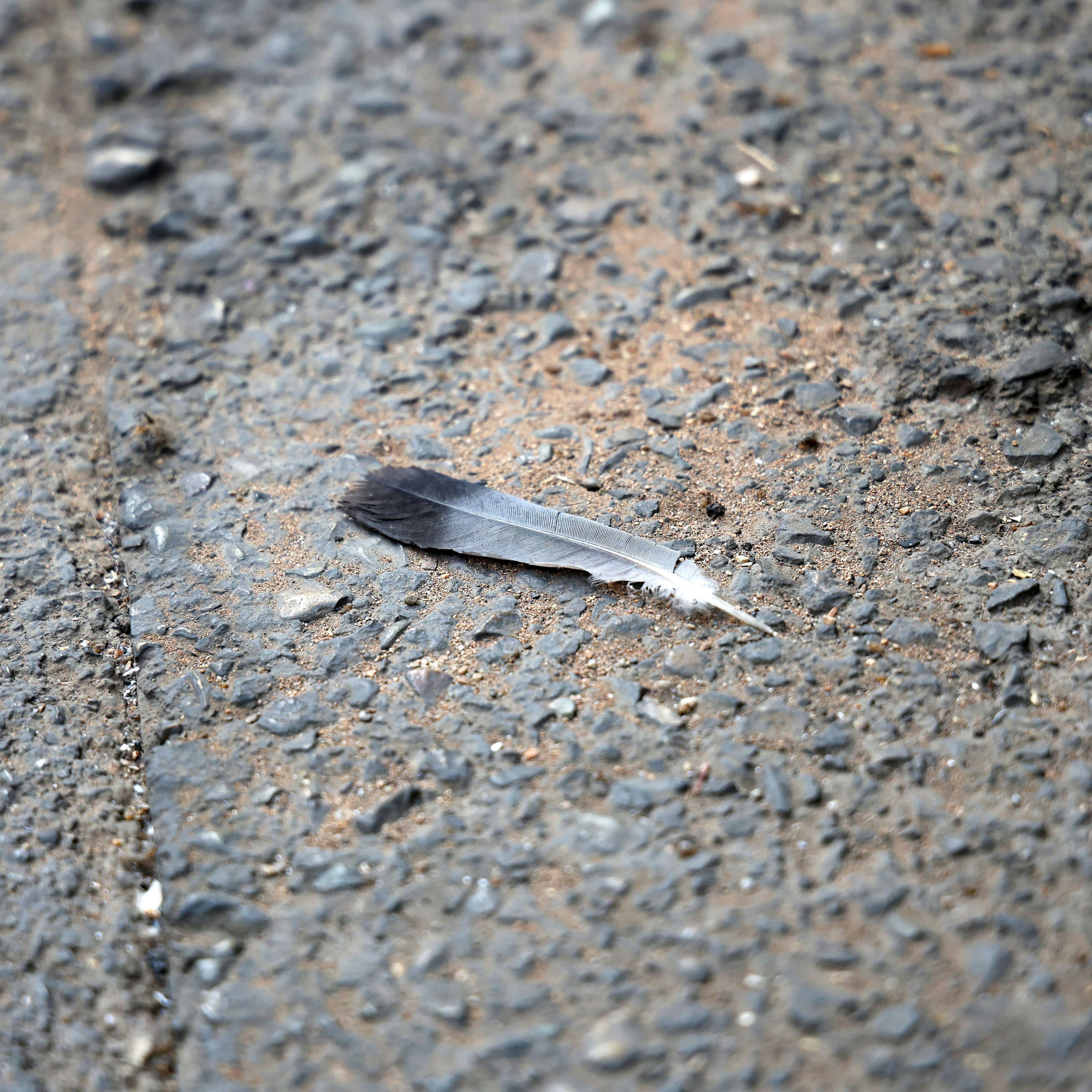 Whispers of Flight: A Feather's Journey