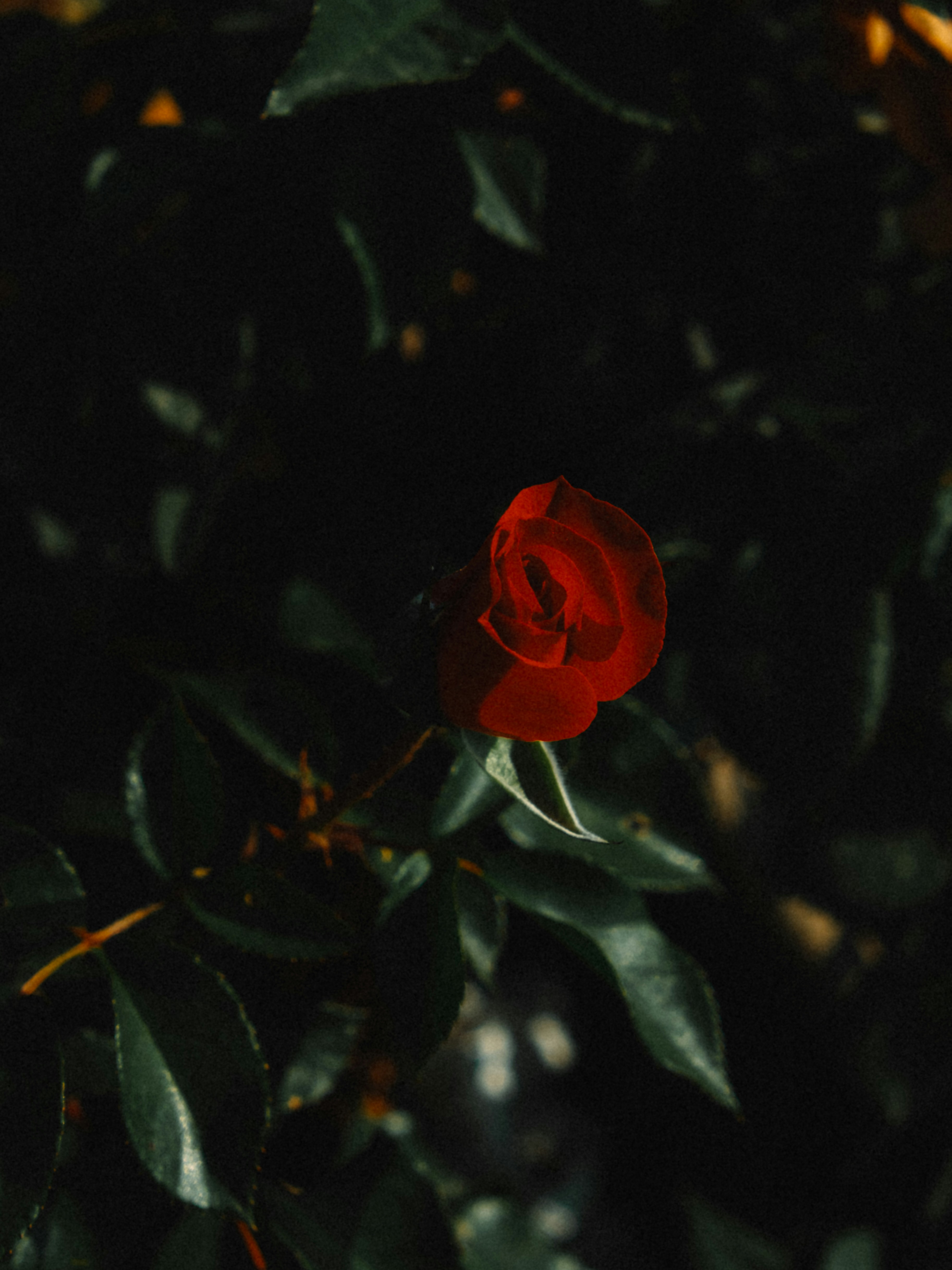 Crimson Elegance Amidst Shadows