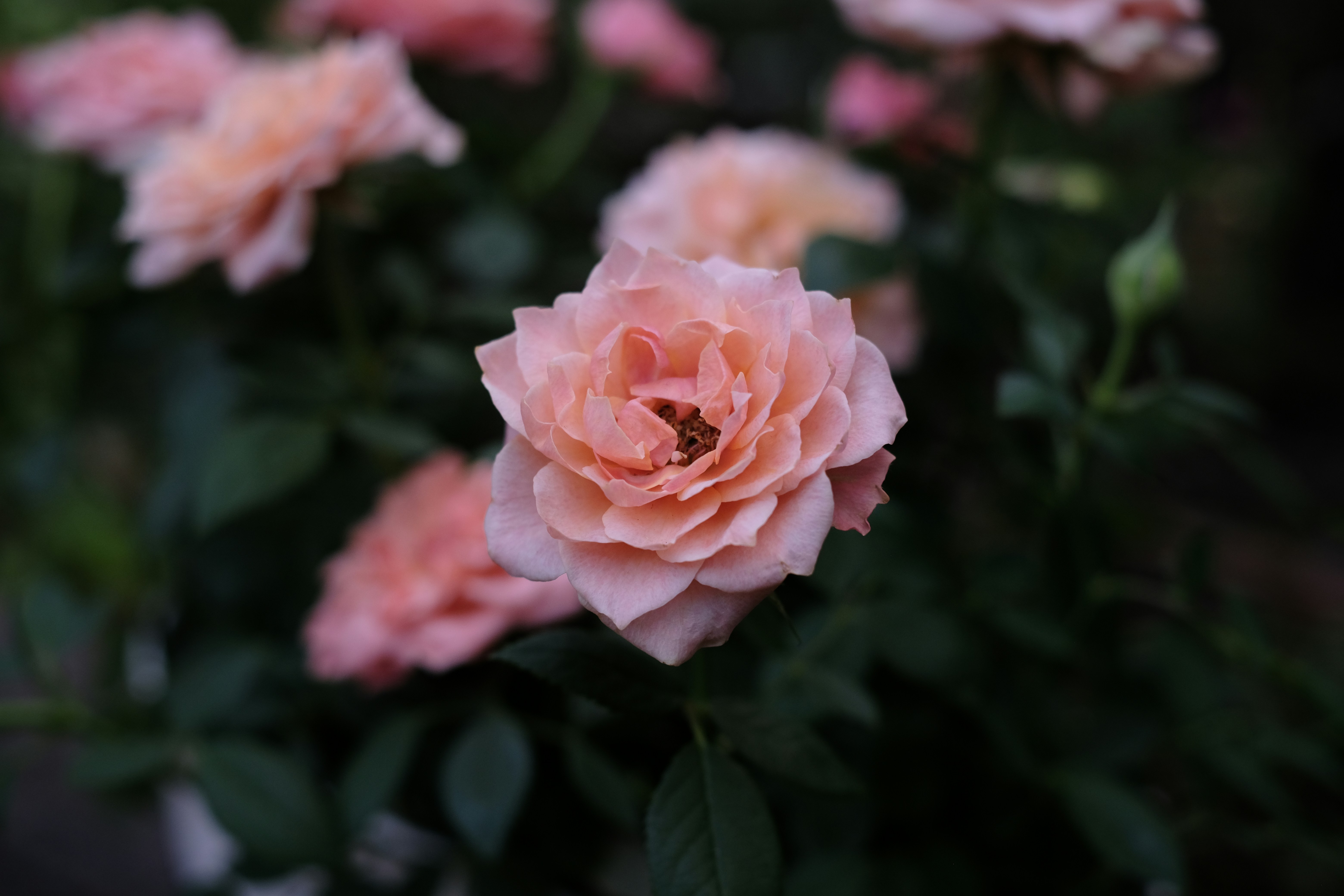 Pink roses bloom in a lush, green garden. photo – Free Rose flower ...