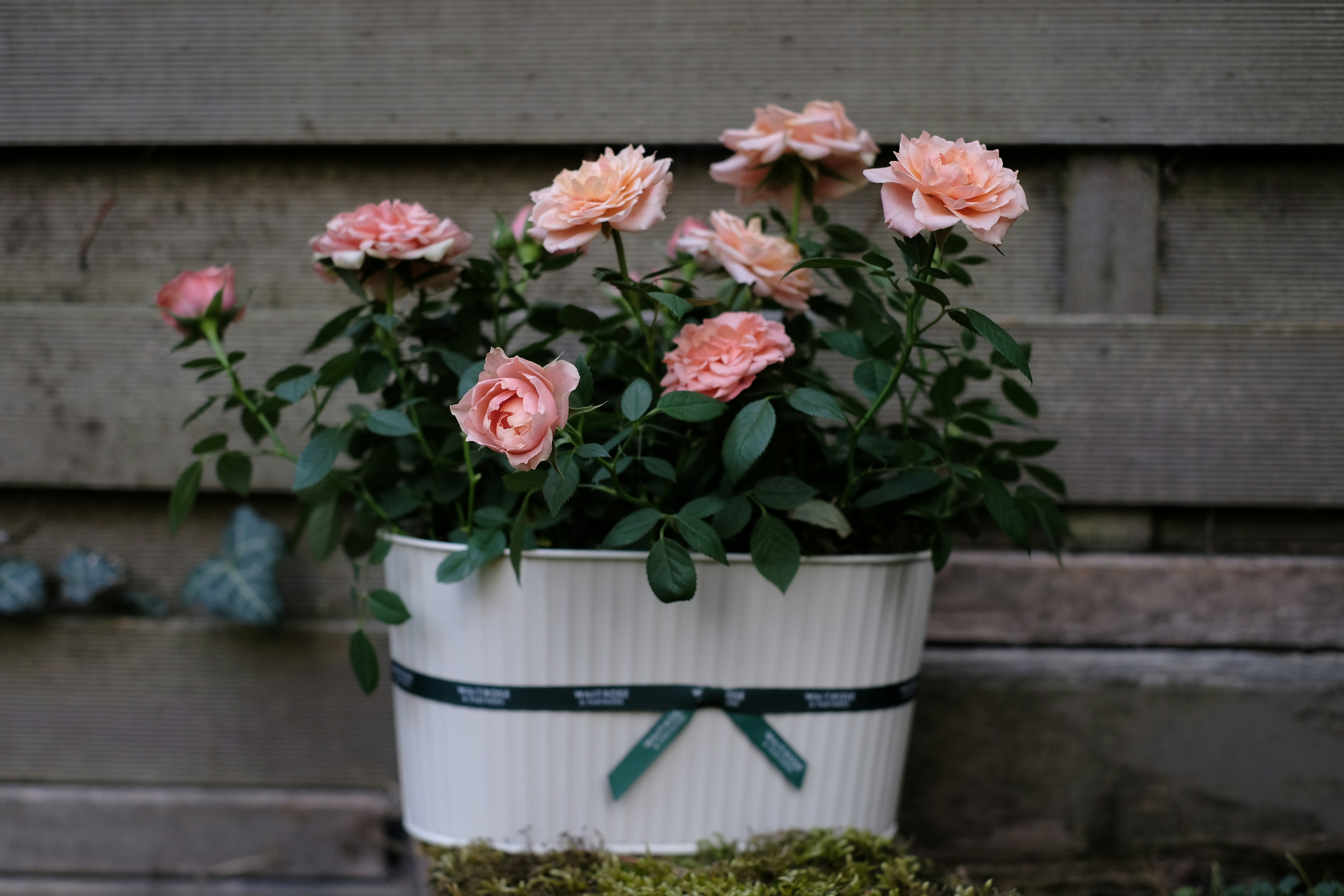 Peach Roses in a White Ribbed Pot Against Weathered Wood