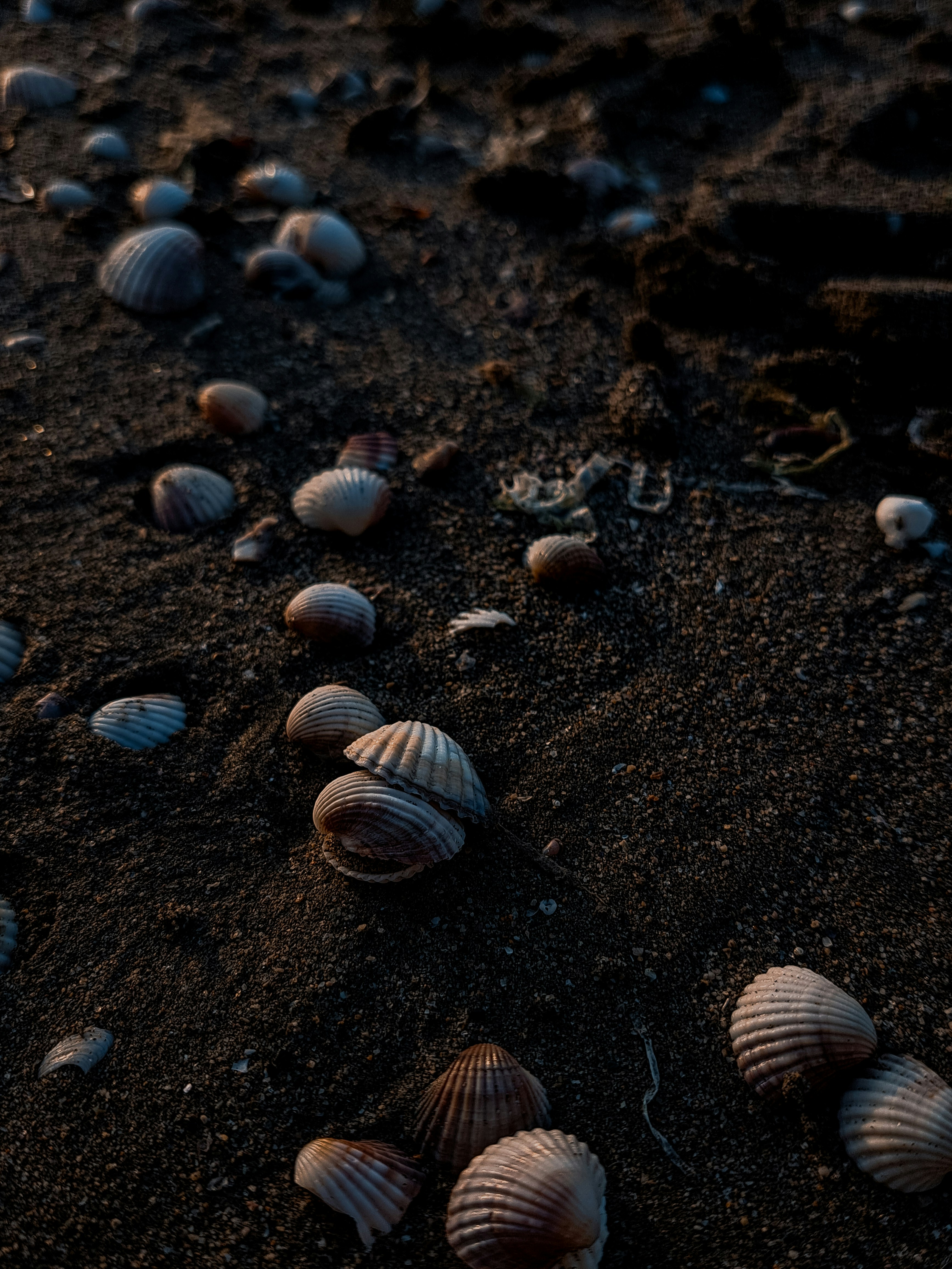 Variety of seashells scattered on a sandy beach, illuminated by soft twilight hues. The textures and colors of the shells create a serene coastal scene.