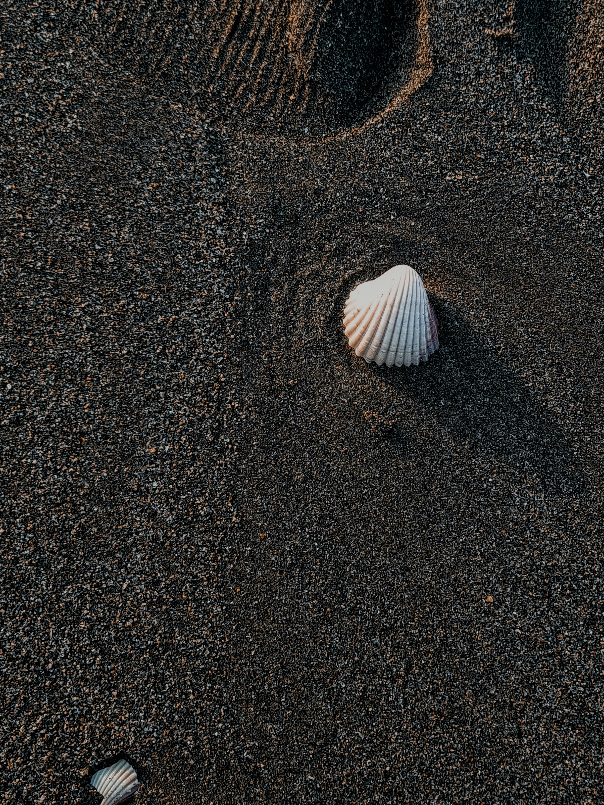 🐚🌊 | A seashell sits on the dark sand.