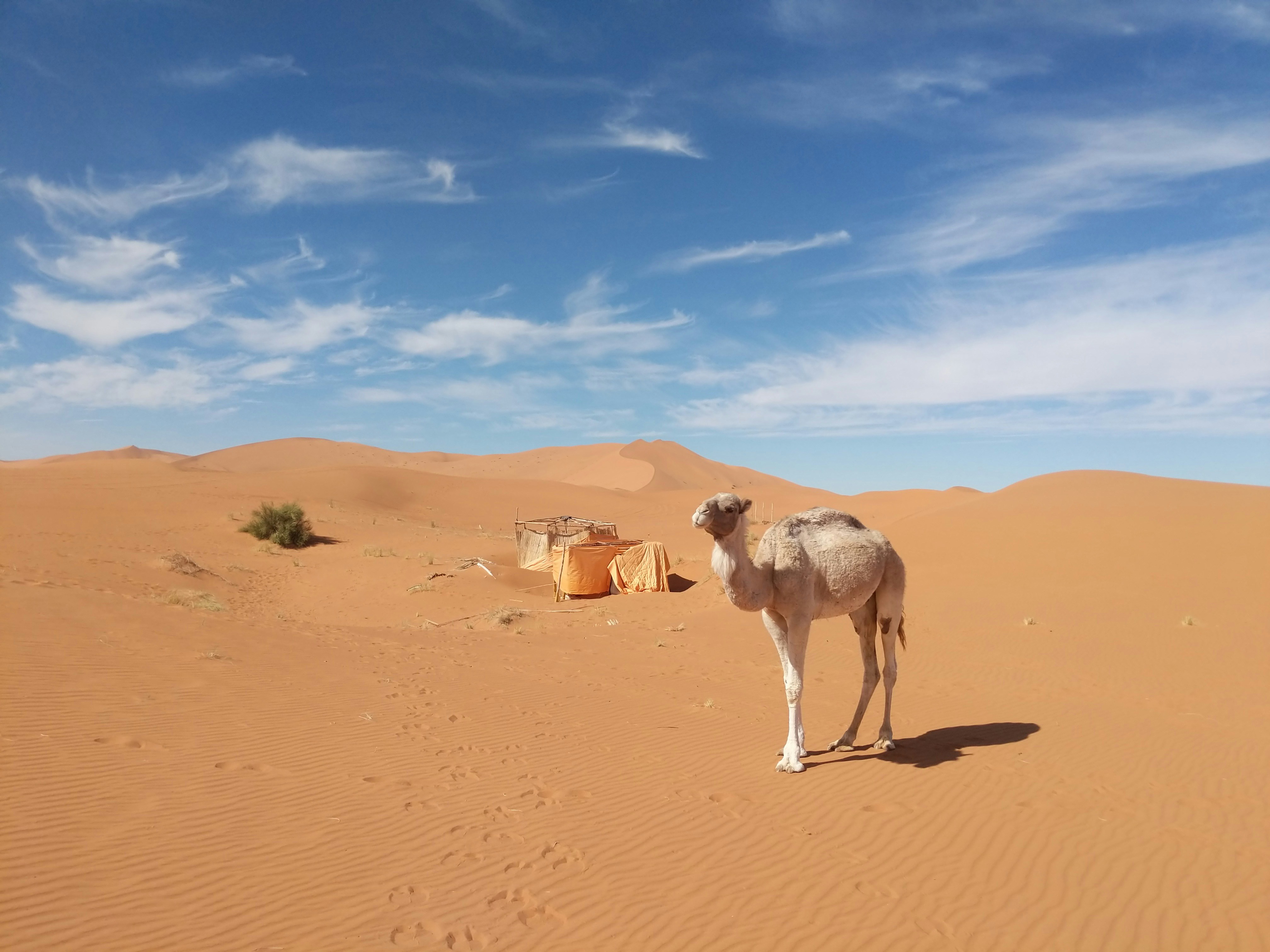 Desert Solitude: A Camel's Journey