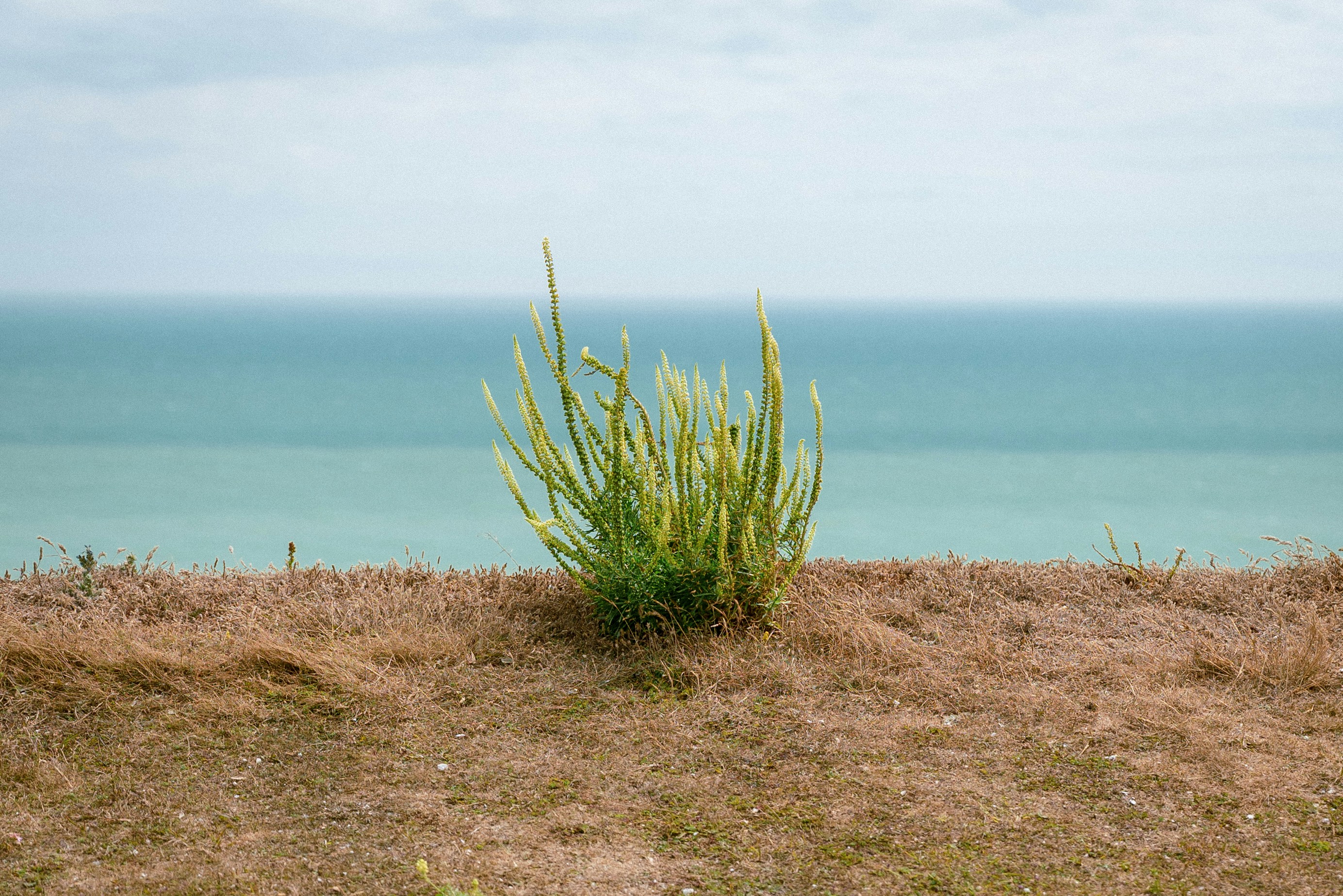 Grasses grow on a cliff overlooking the ocean.