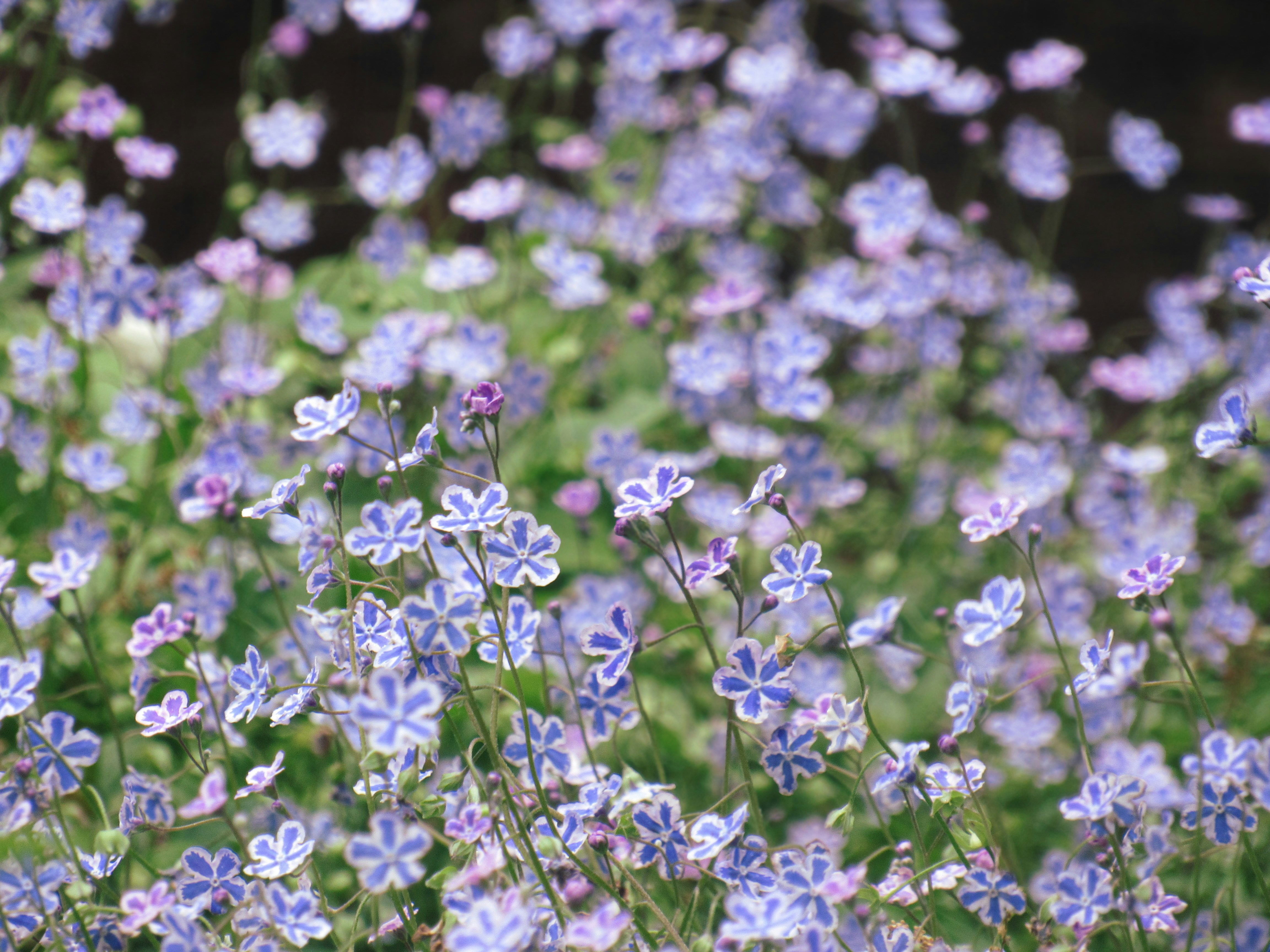 Lavender-tinged blossoms in a sunlit sea of forget-me-nots