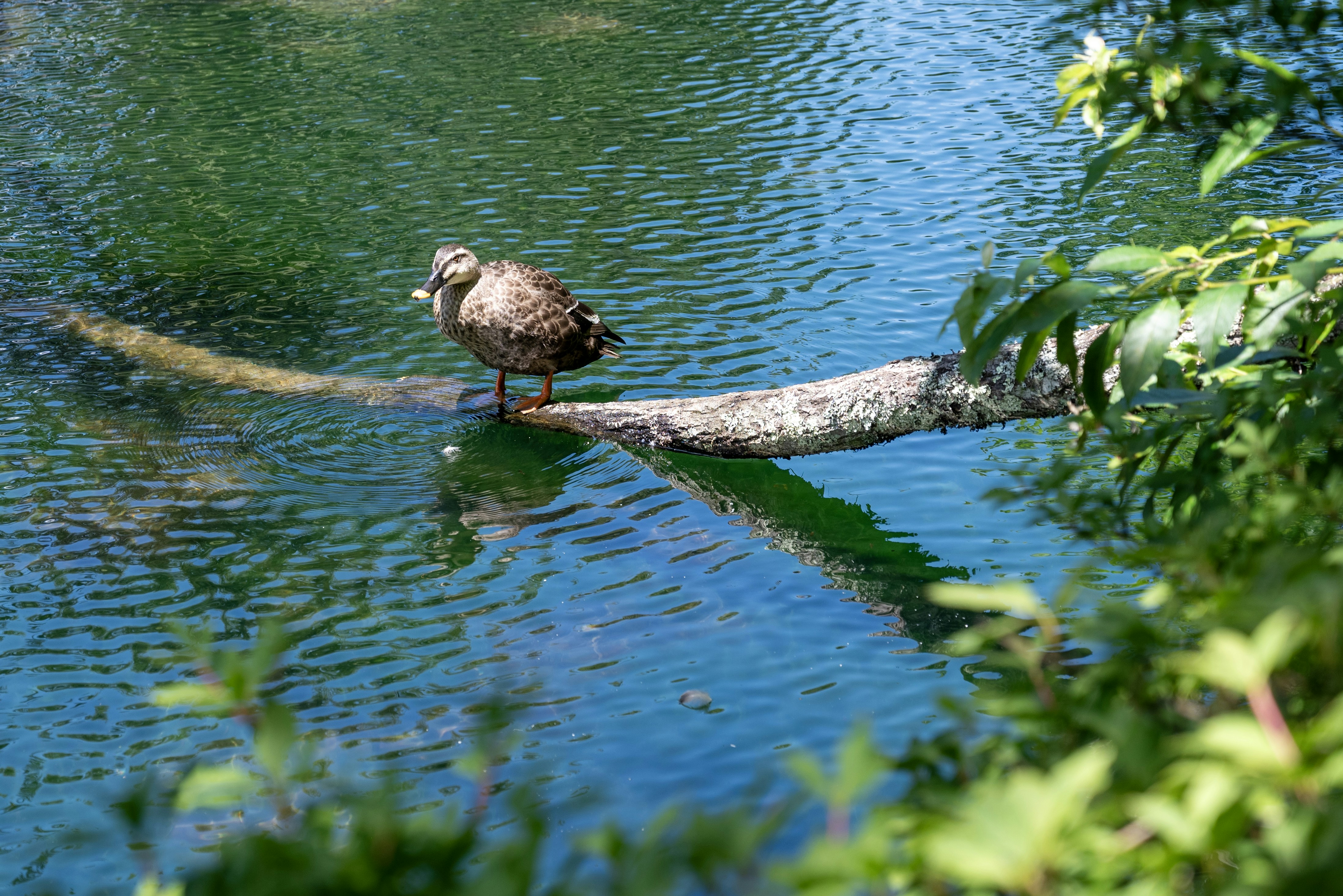 A duck perches on a log in the water.