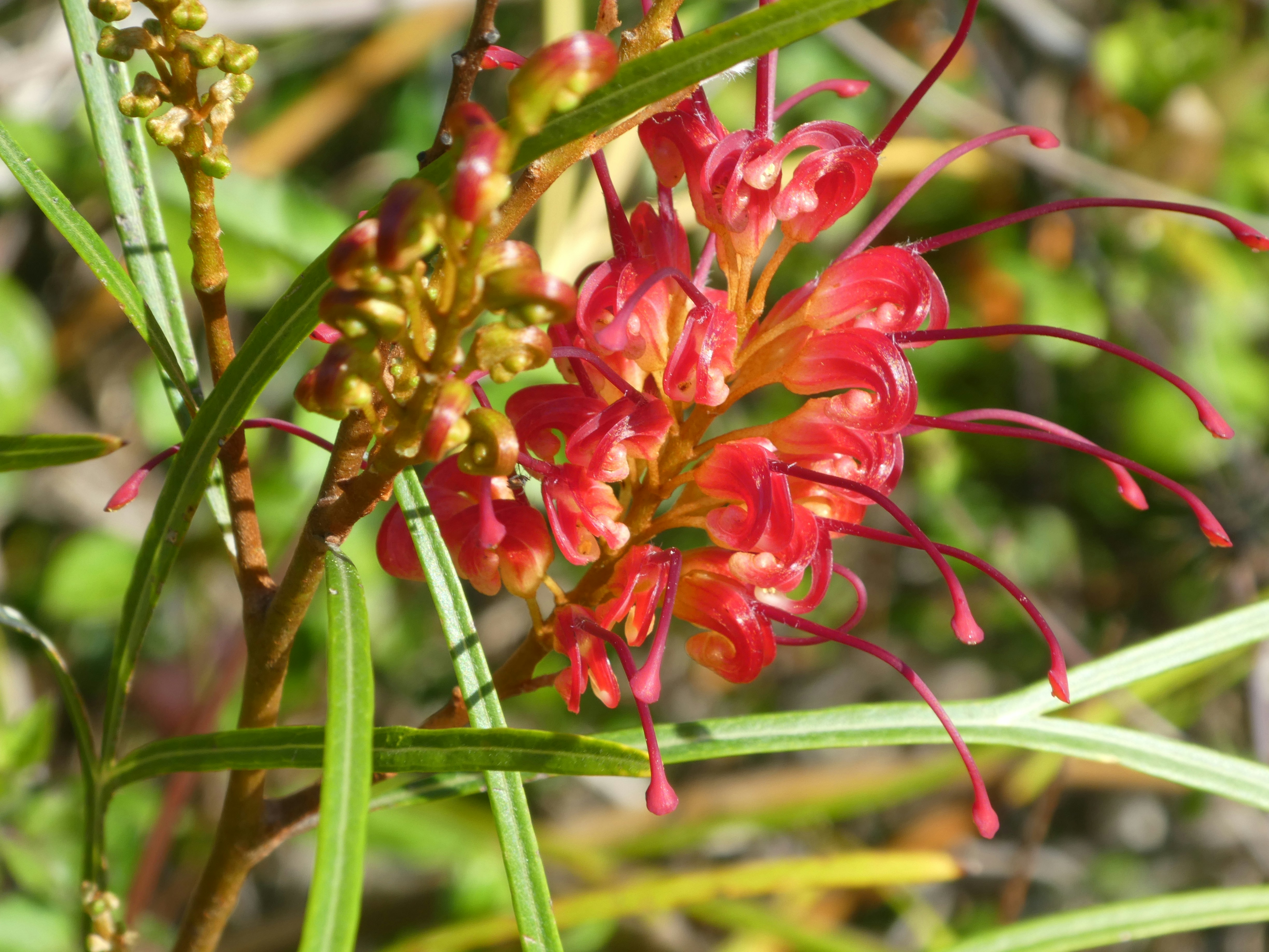 A cluster of beautiful red flowers in bloom.