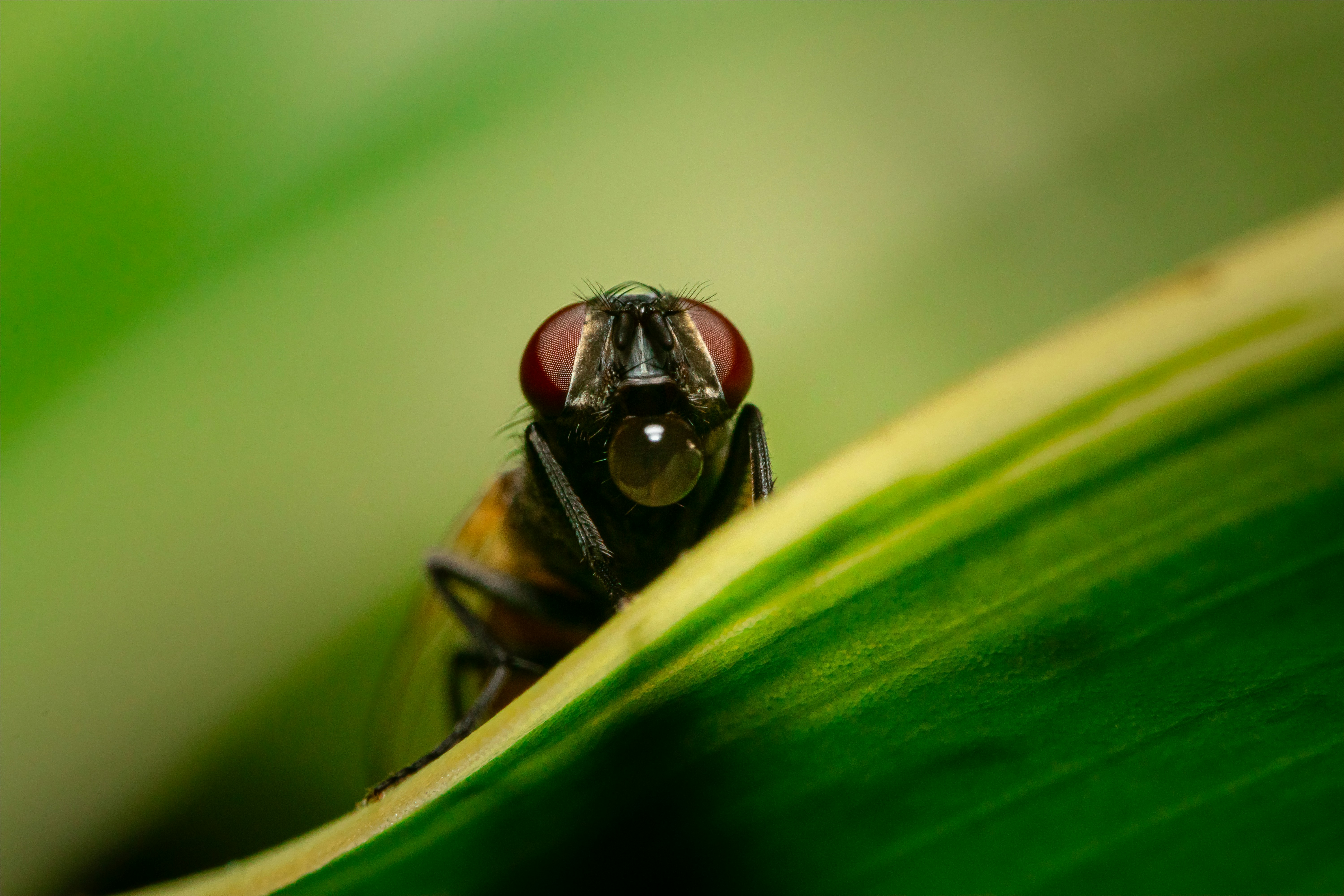 Nature's Tiny Guardian: A Close Encounter