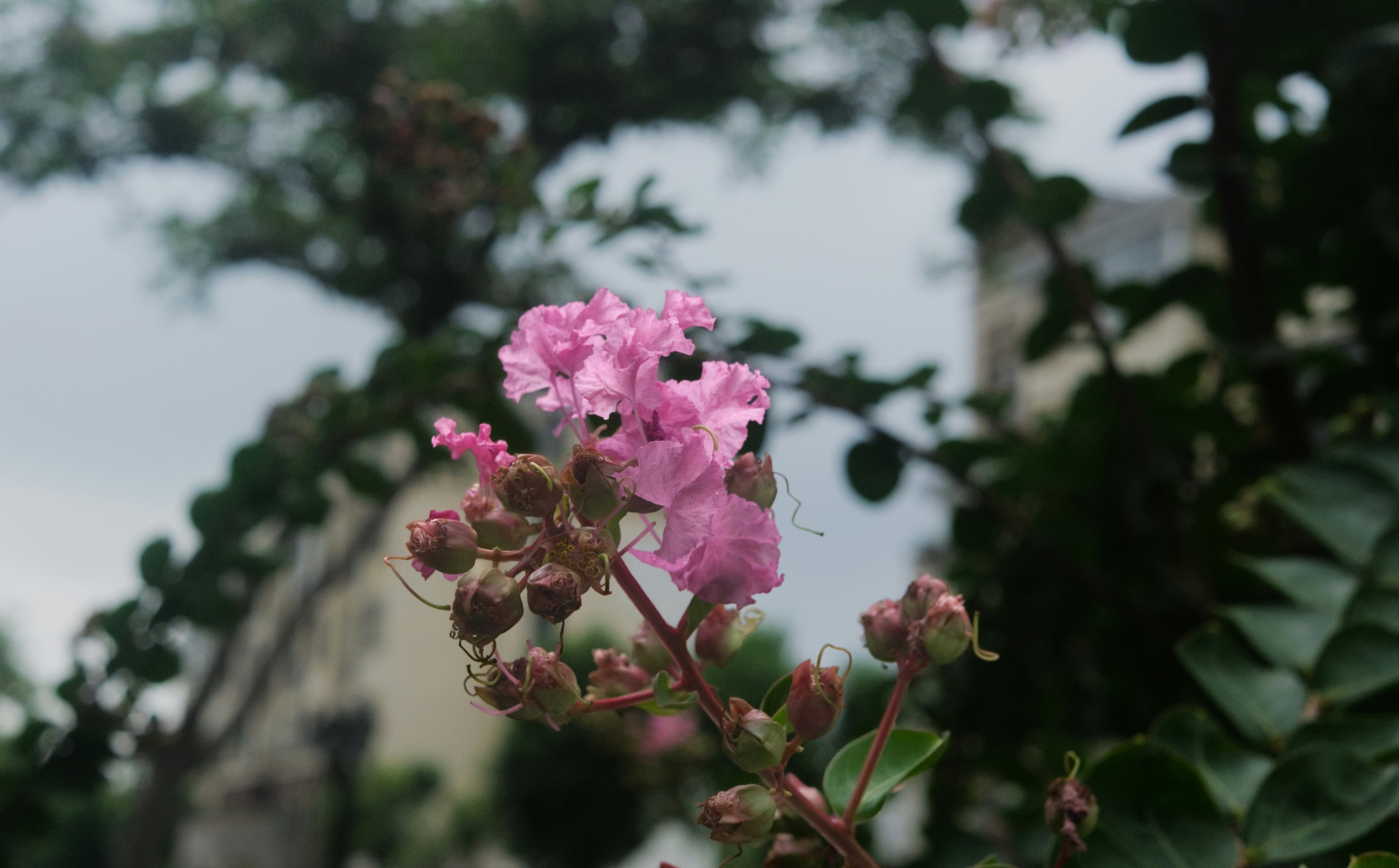 Whispers of Nature: A Delicate Bloom Amidst Urban Shadows
