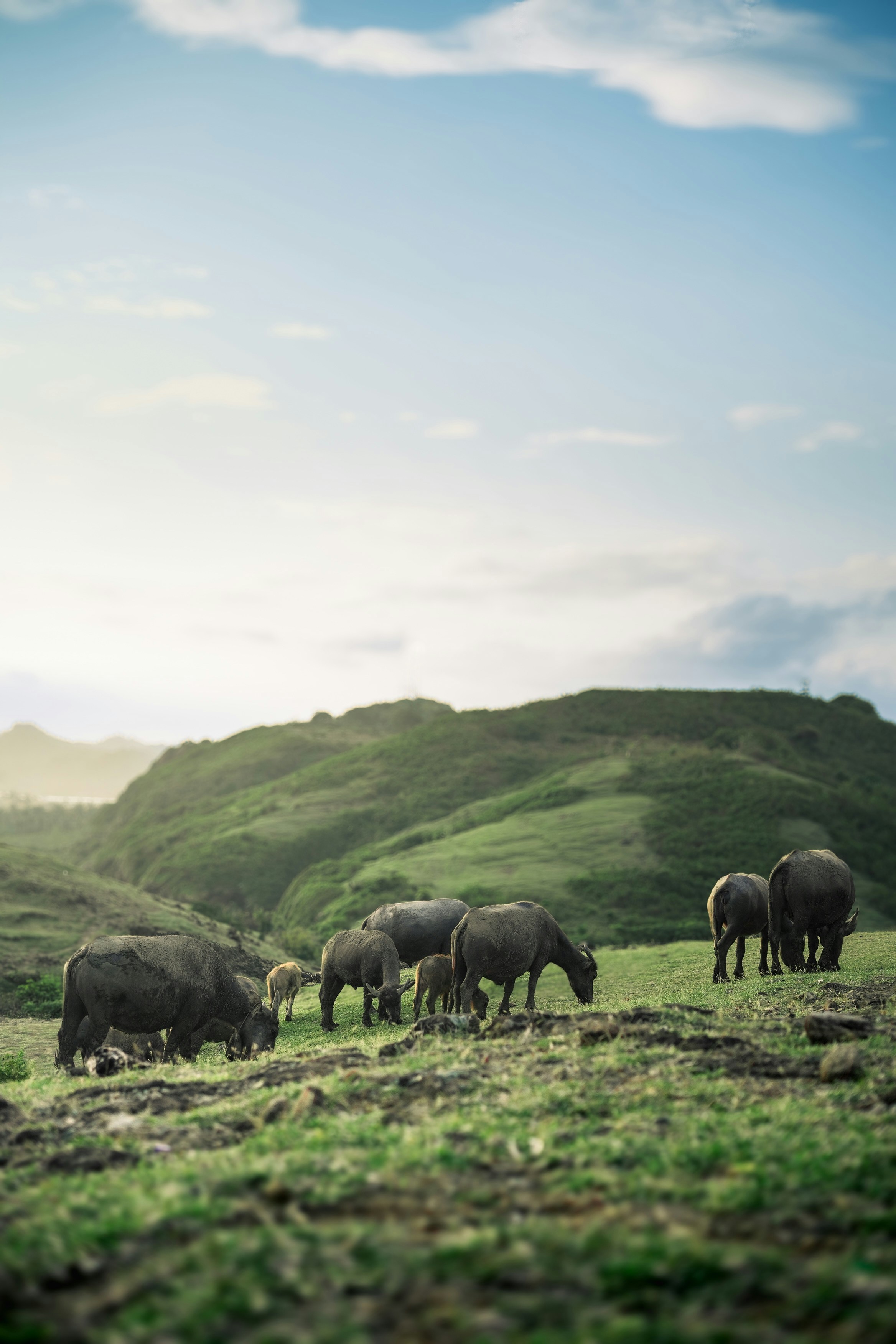Water buffalo graze peacefully on a green hillside.