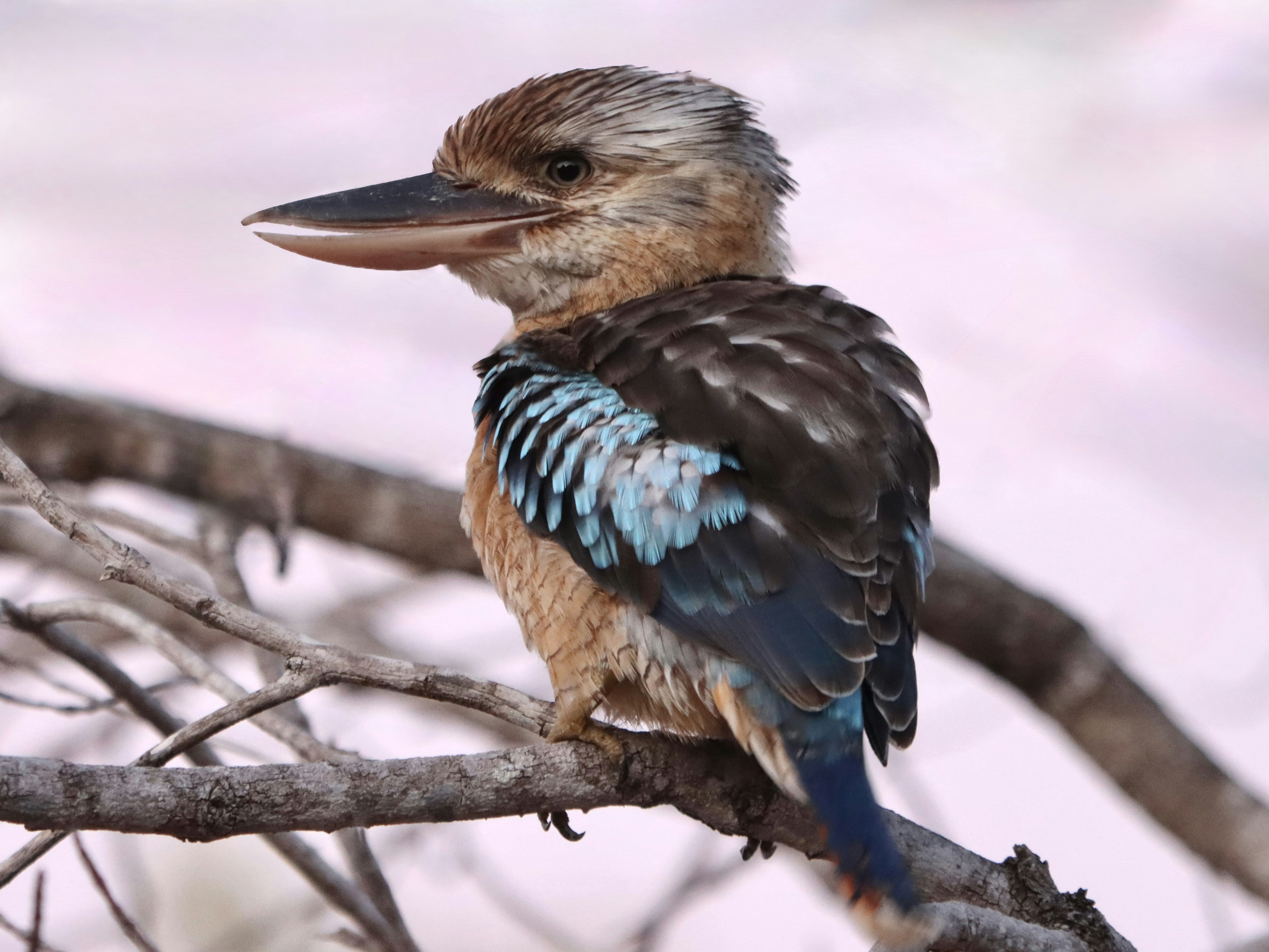 Whispers of the Wild: A Kingfisher's Vigil