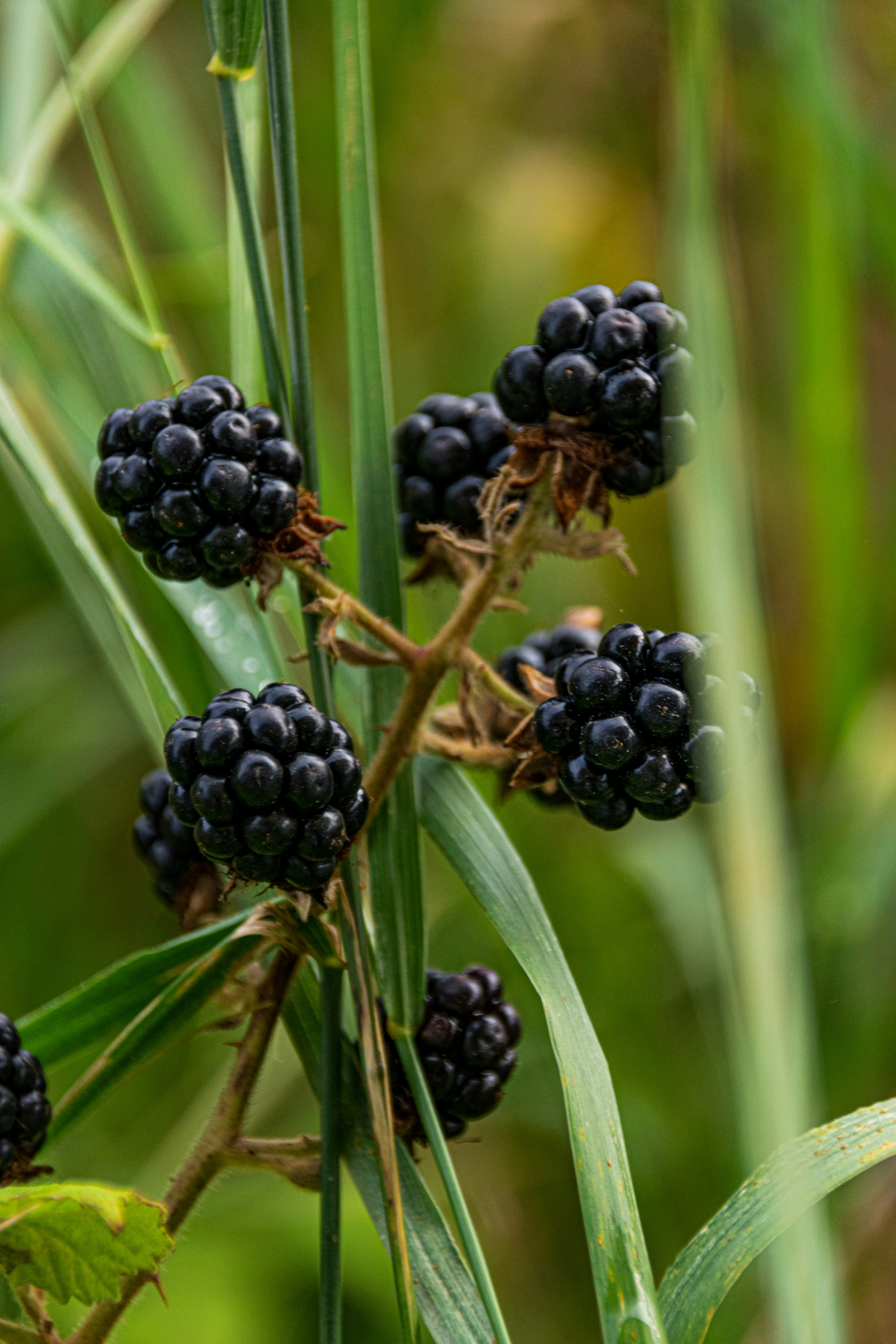 Blackberries Nestling Among Reeds in a Quiet Meadow