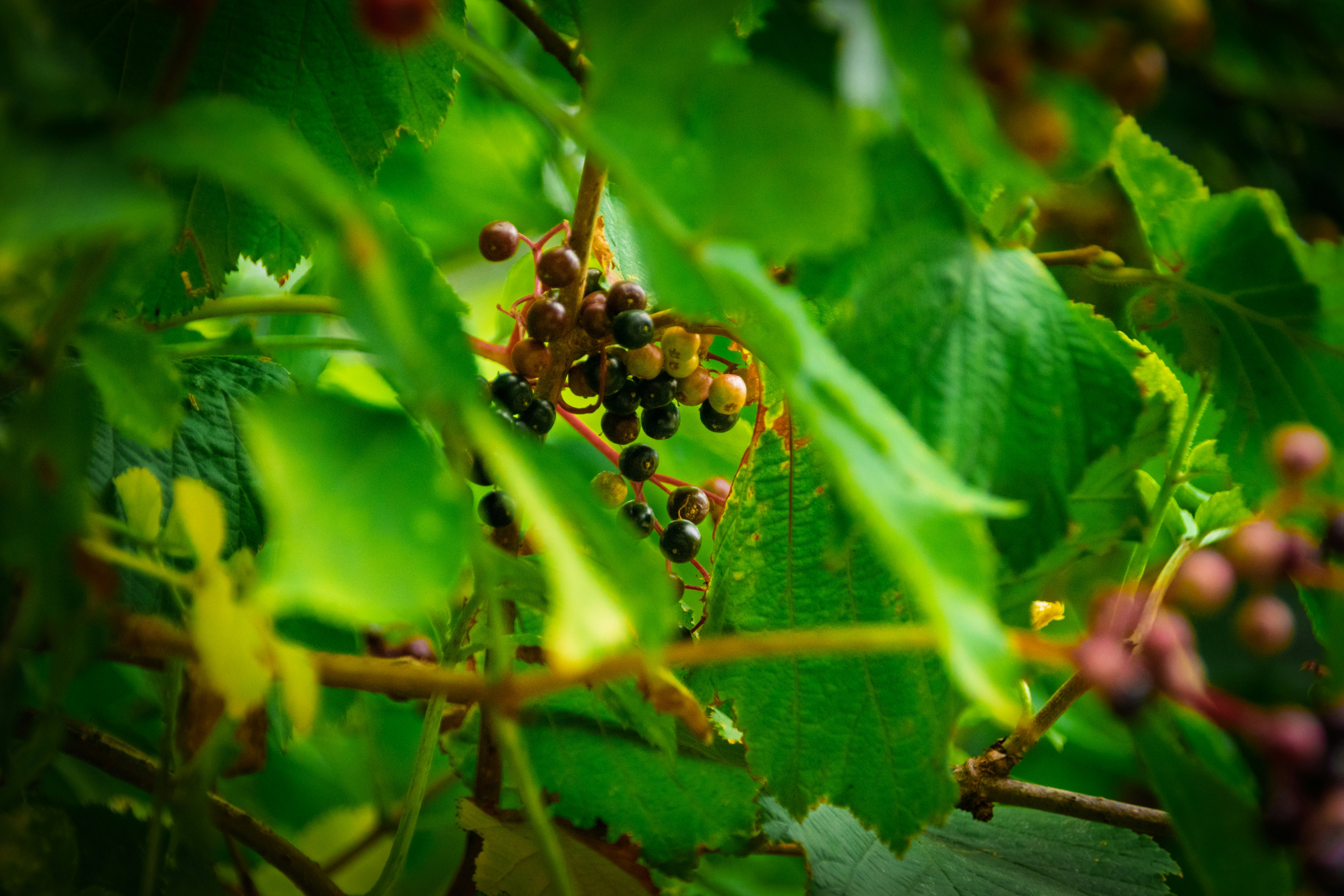 The Hidden Gems of Nature's Canopy