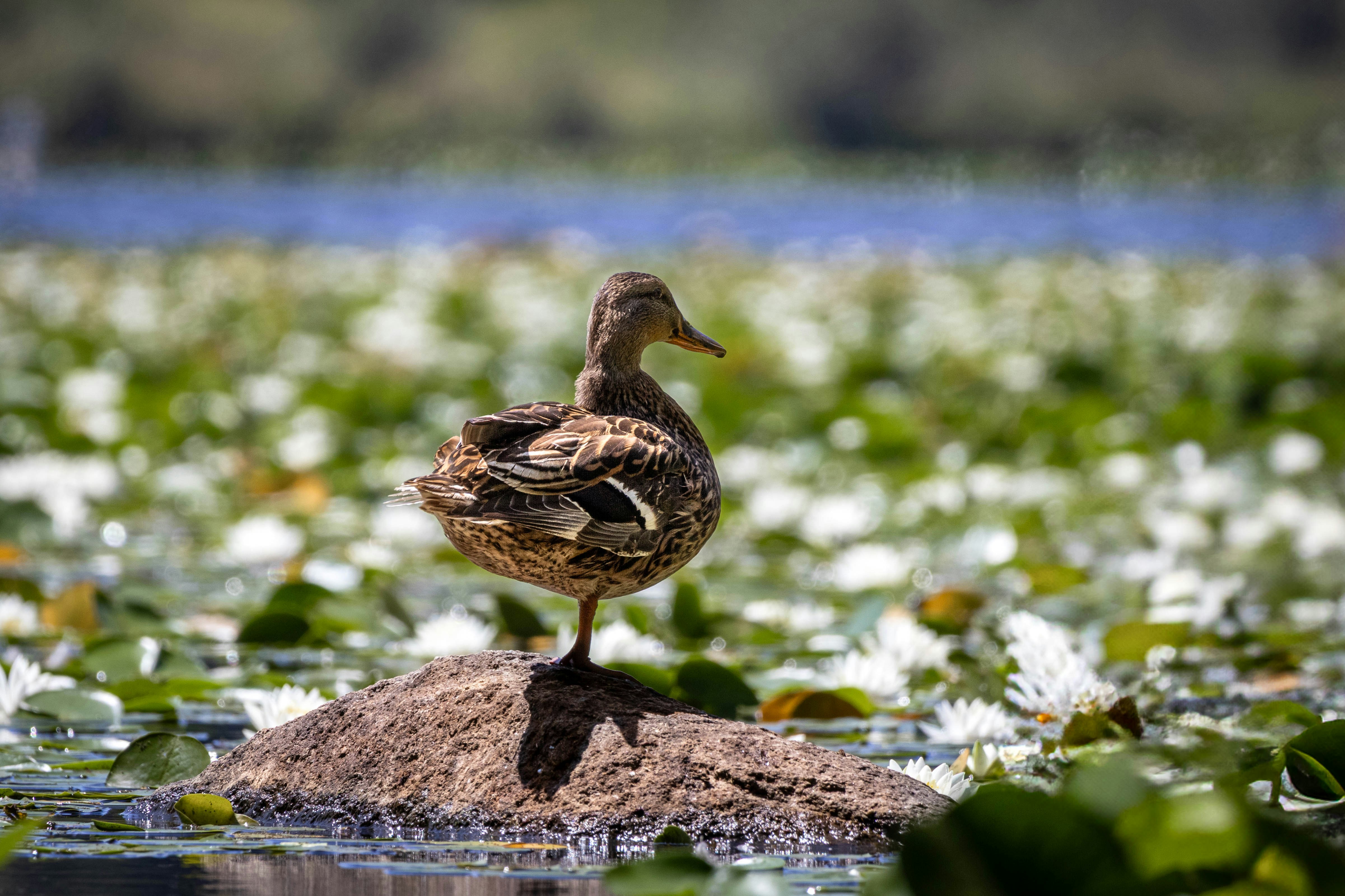Serenity on a Stone: A Duck's Retreat