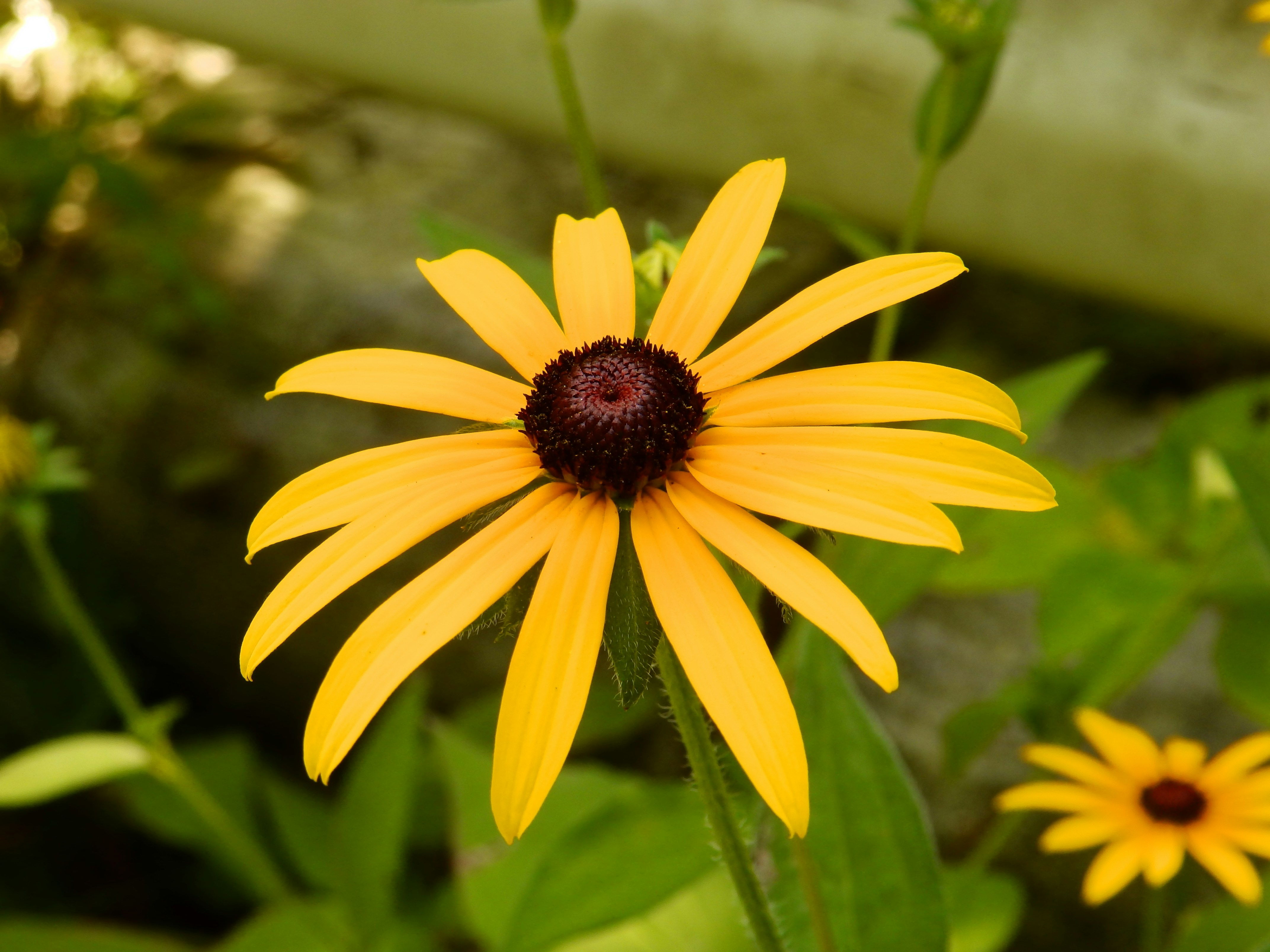 A vibrant yellow flower with a dark center stands out against a lush green backdrop, showcasing the beauty of summer blooms.