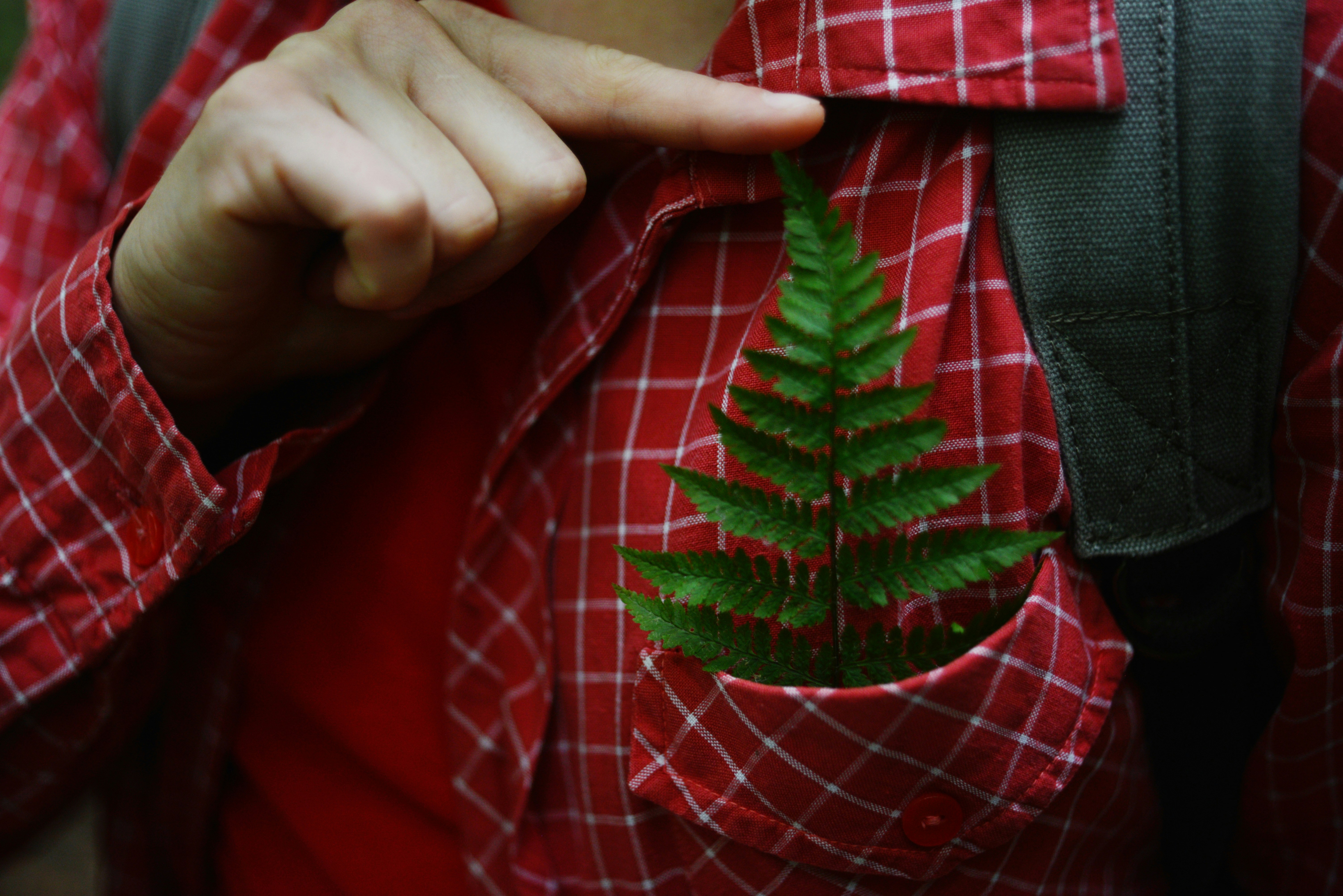 Pocket Green: Fern Sprout in a Red Plaid Pocket