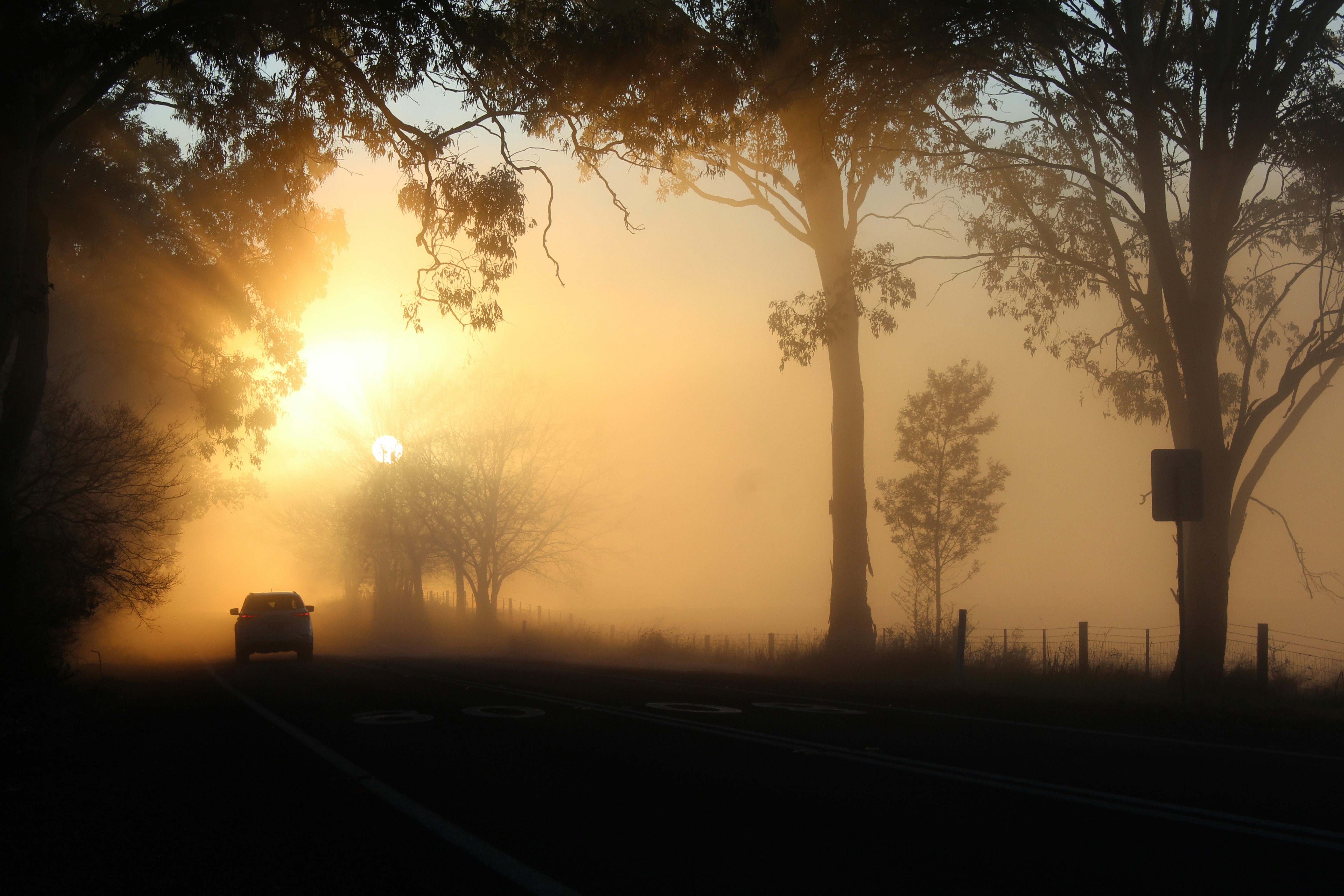 Veil of Dawn: A Journey Through Mist
