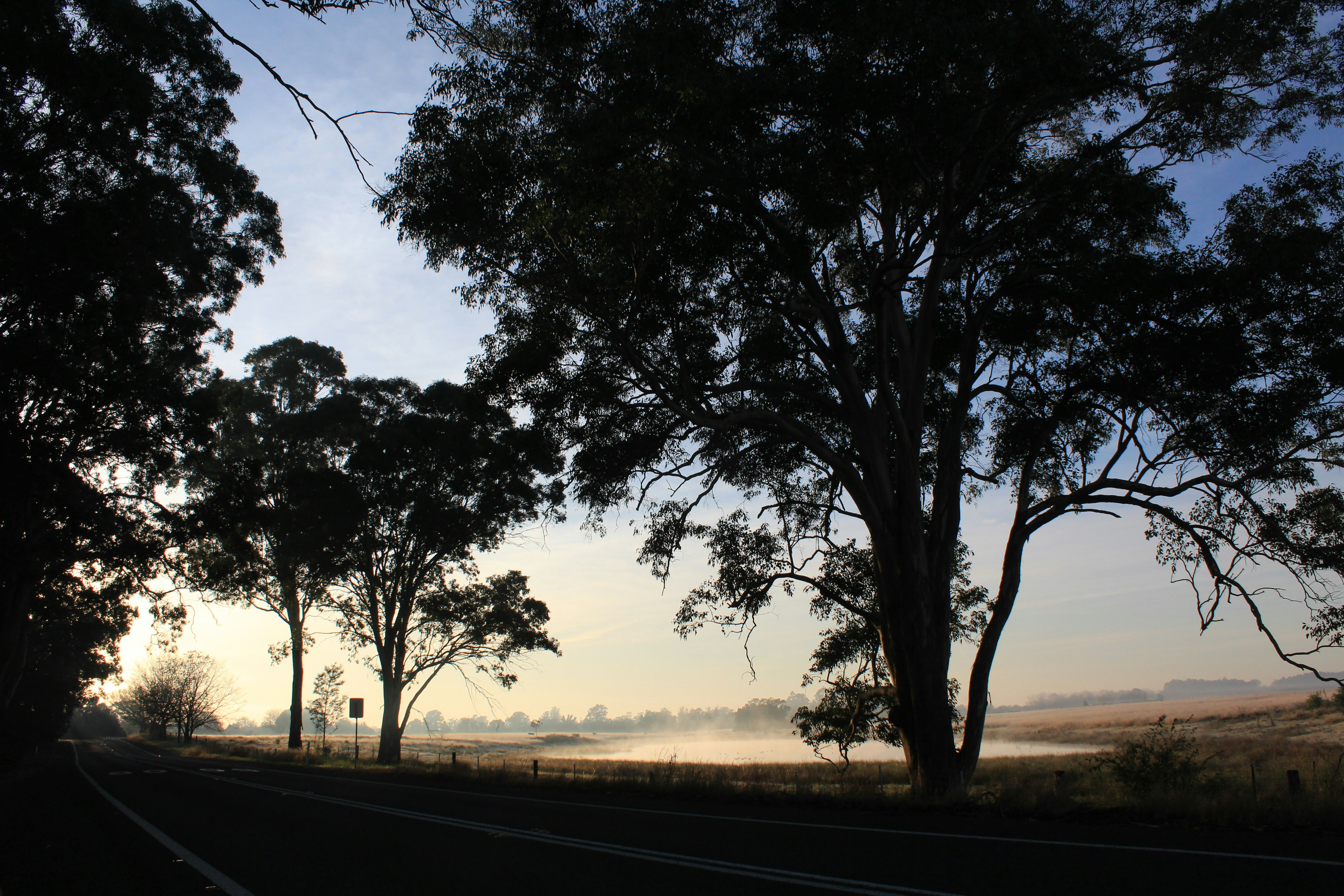 Trees silhouetted against a misty sunrise.