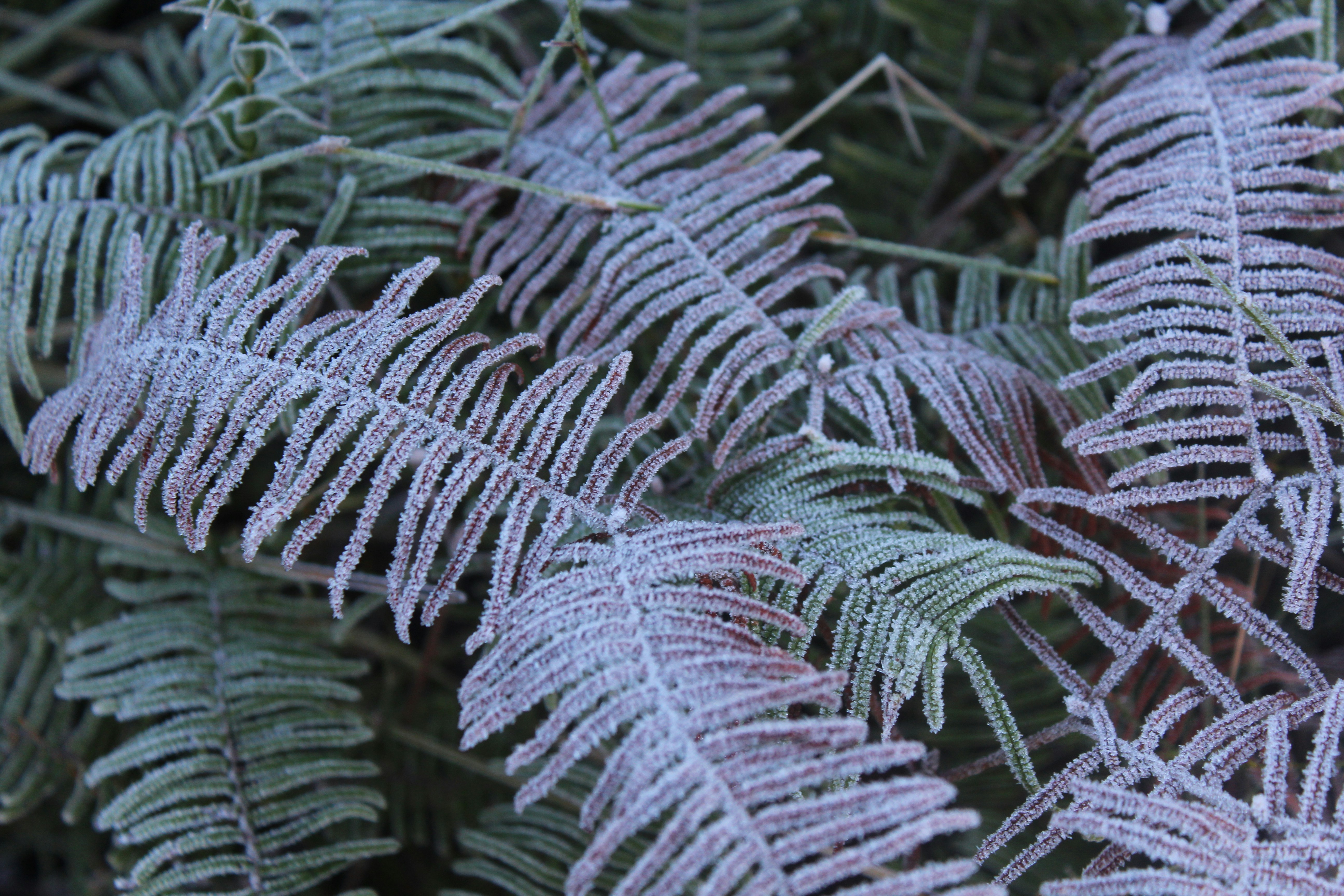 Frosted Ferns: Nature's Delicate Artwork