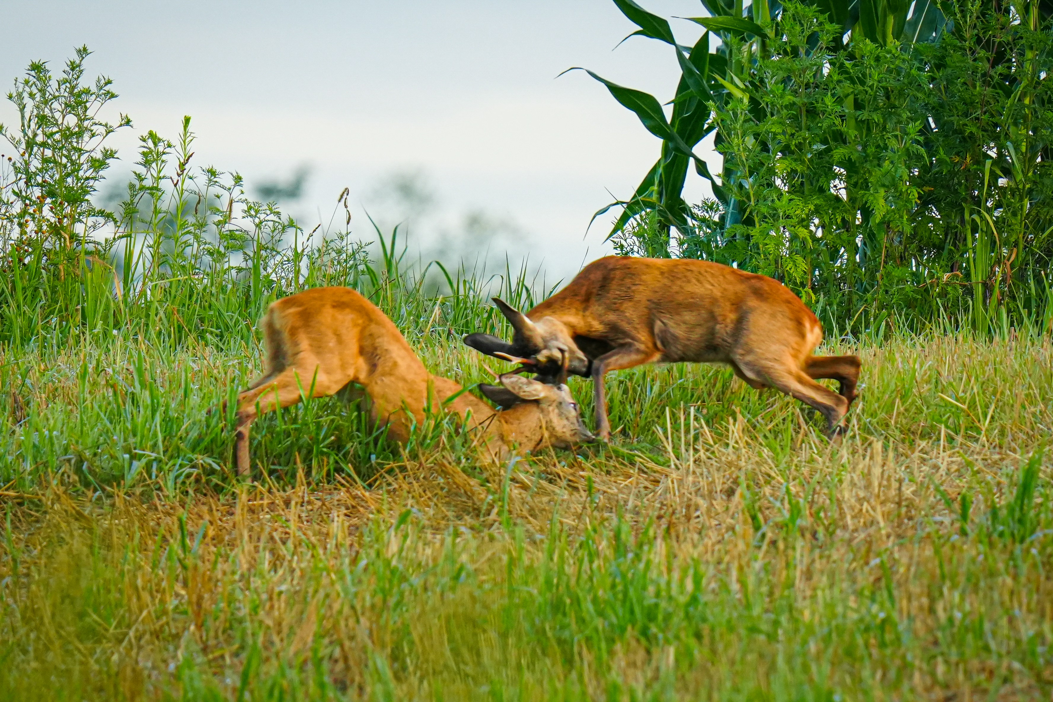 Sunlit Meadow Duel: Two Young Bucks in a Playful Clash