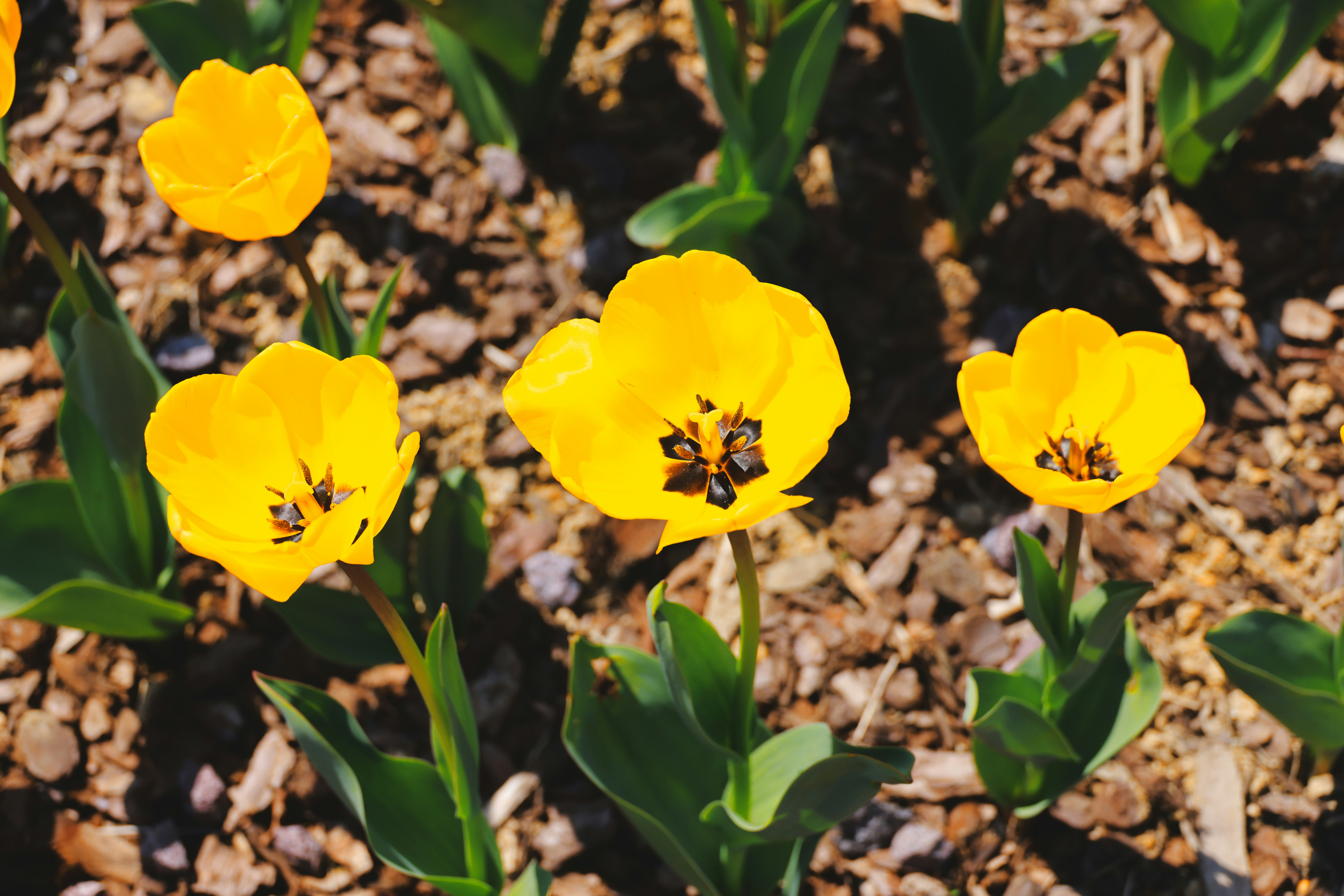 Vibrant yellow tulips emerge from a textured soil backdrop, showcasing their delicate petals and rich colors.