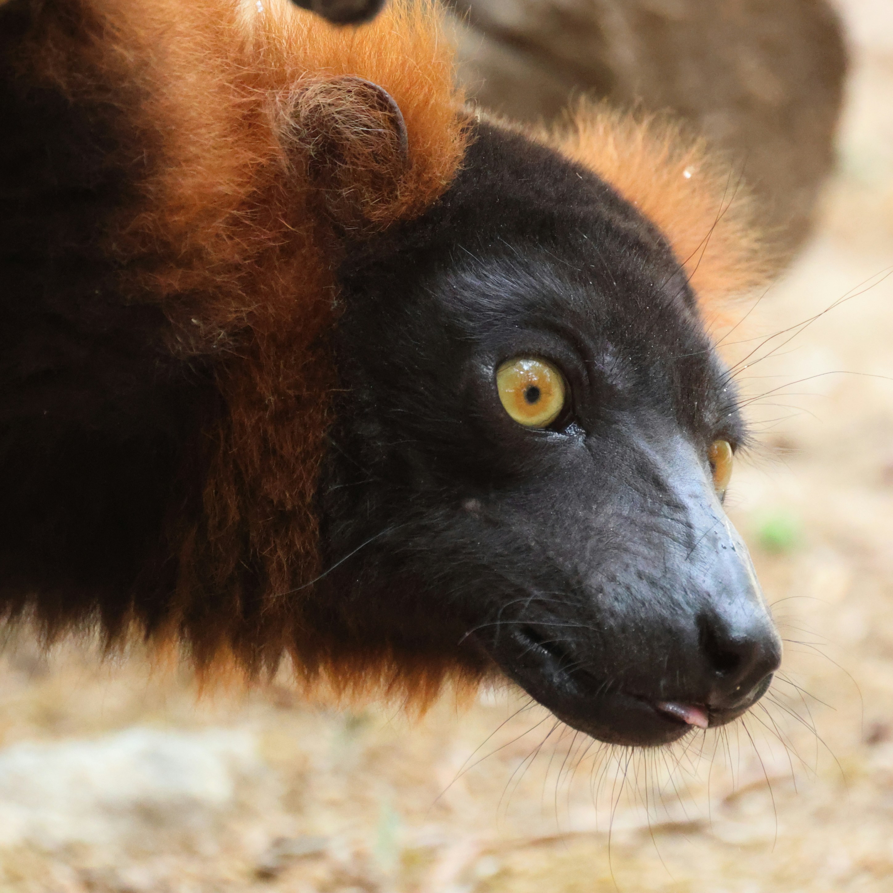 The Enigmatic Gaze of the Black-Furred Marvel