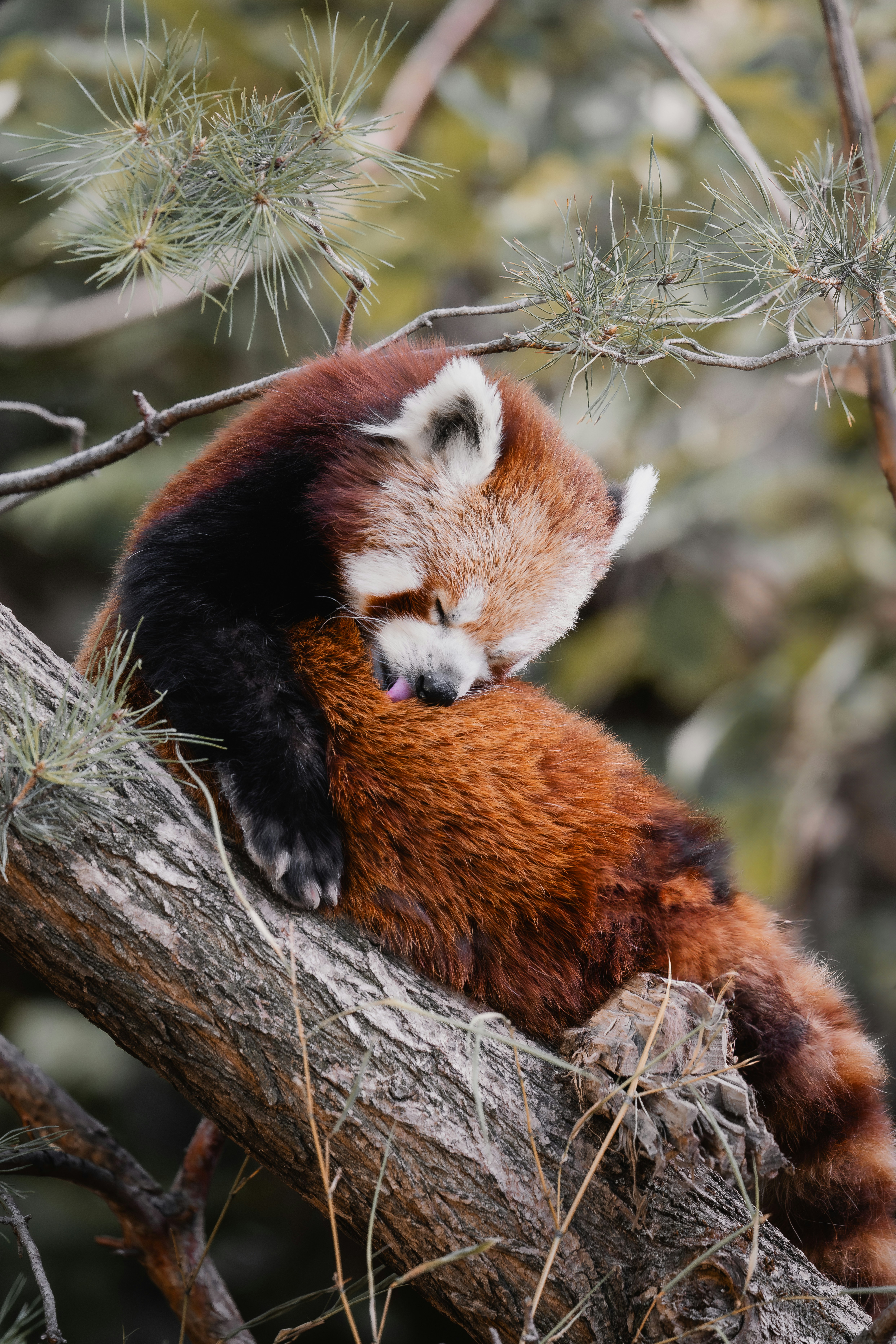 Whimsical Grooming: A Red Panda's Tranquil Moment