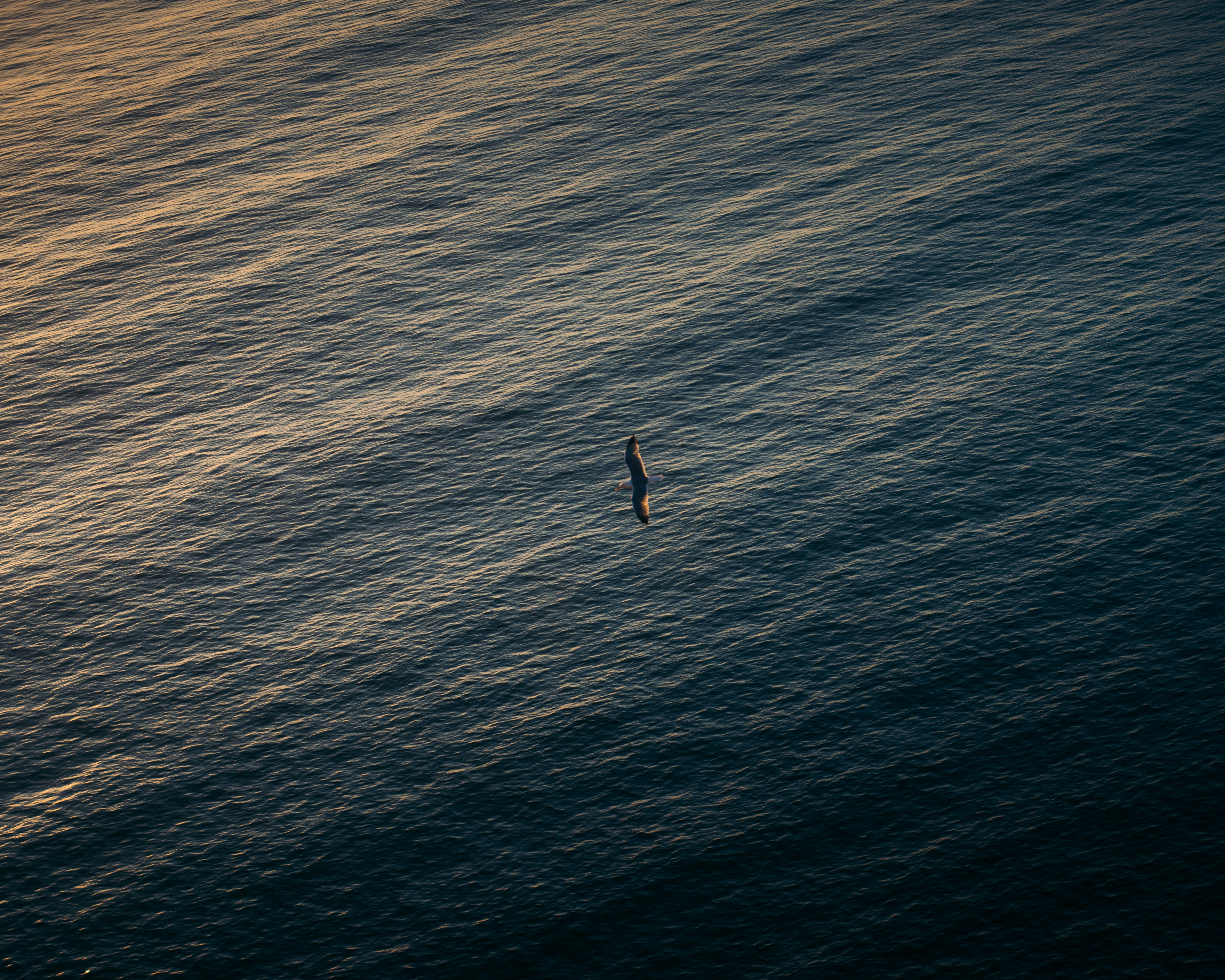 A bird soars above the serene ocean water.