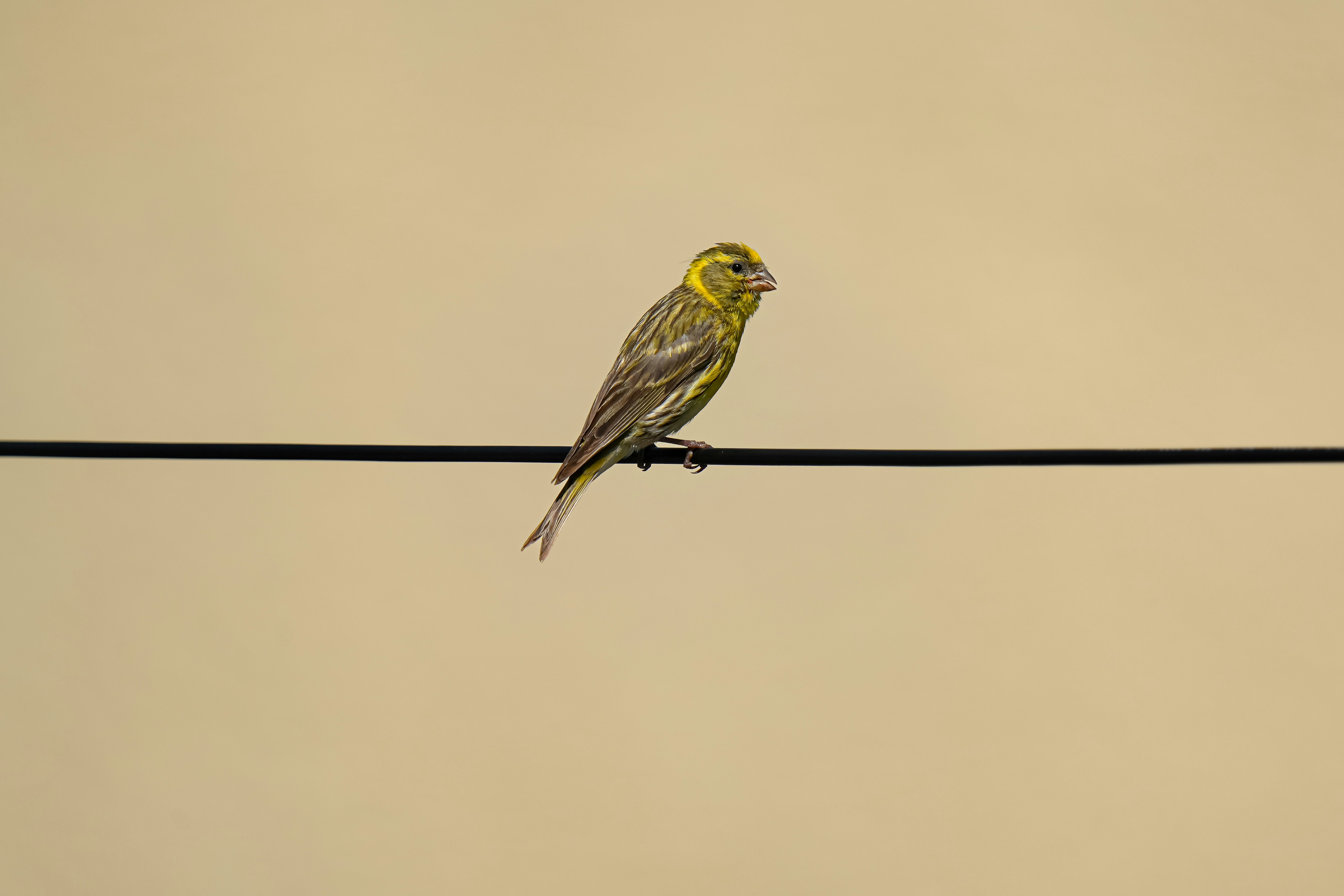 Yellow finch perched on a wire against a soft, neutral background.