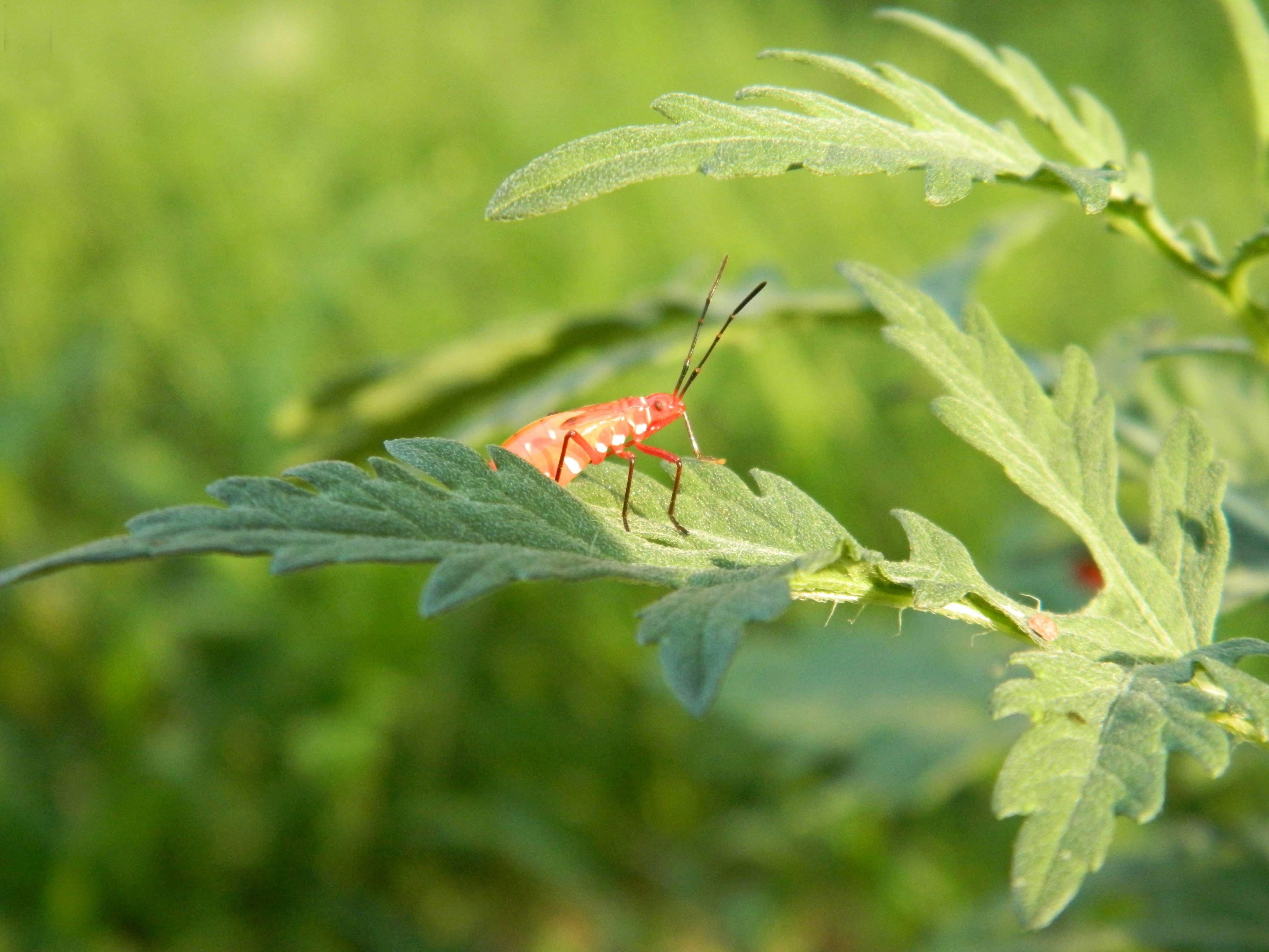 A red insect rests on a green leaf.