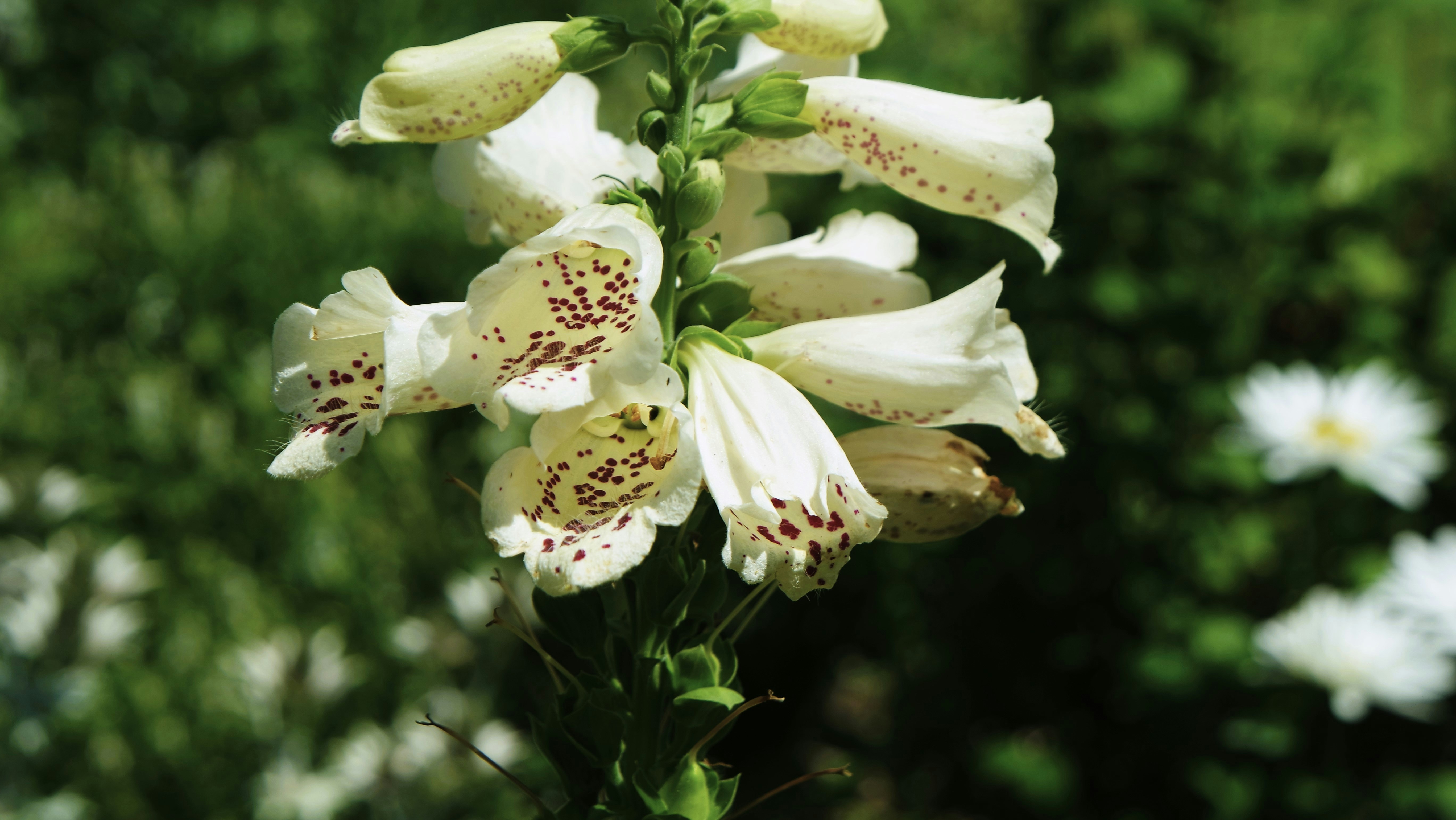 Whispers of Nature: The Delicate Foxglove