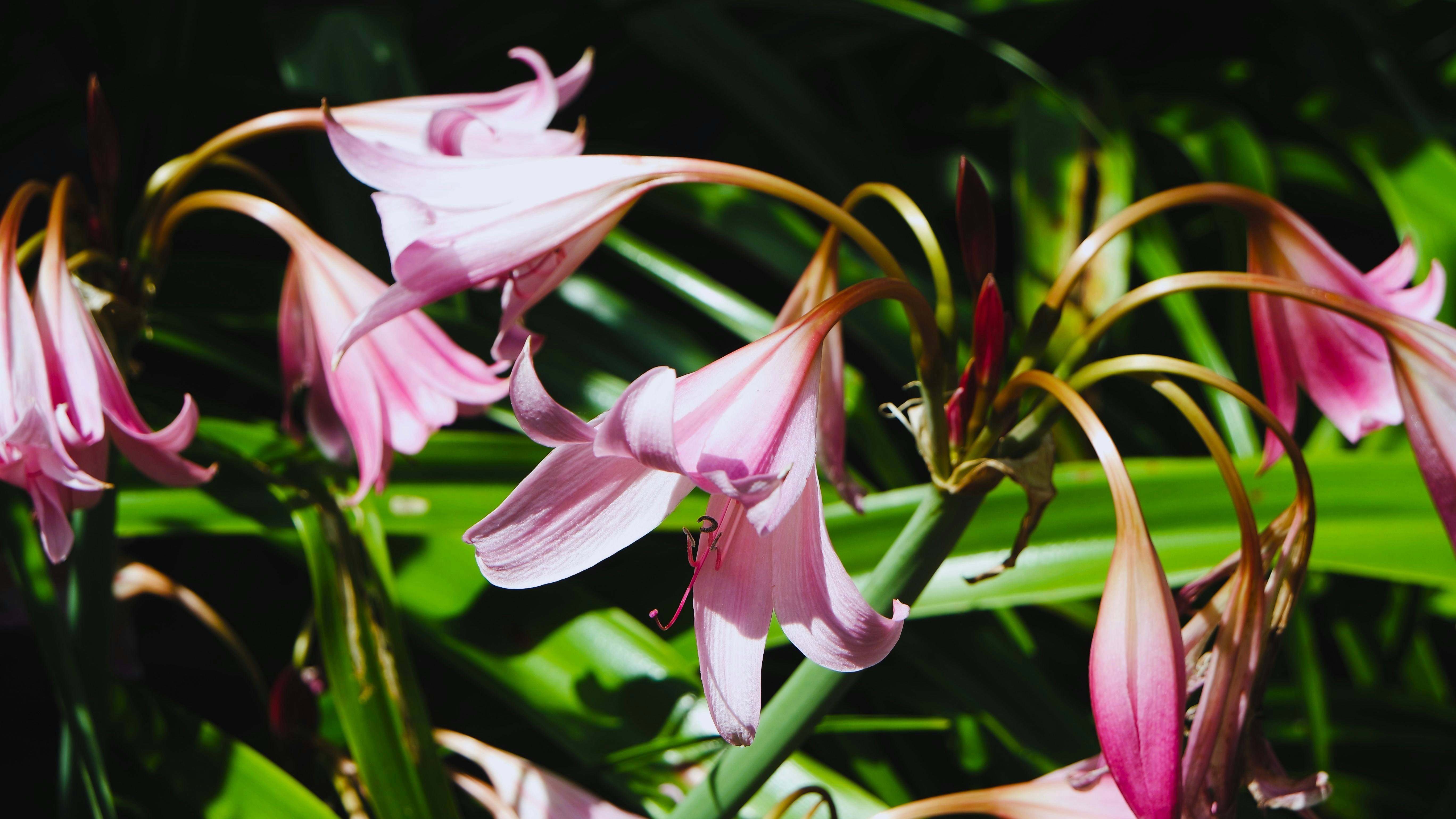 Petal Mirage: Pink Lilies in a Lush Green Frame