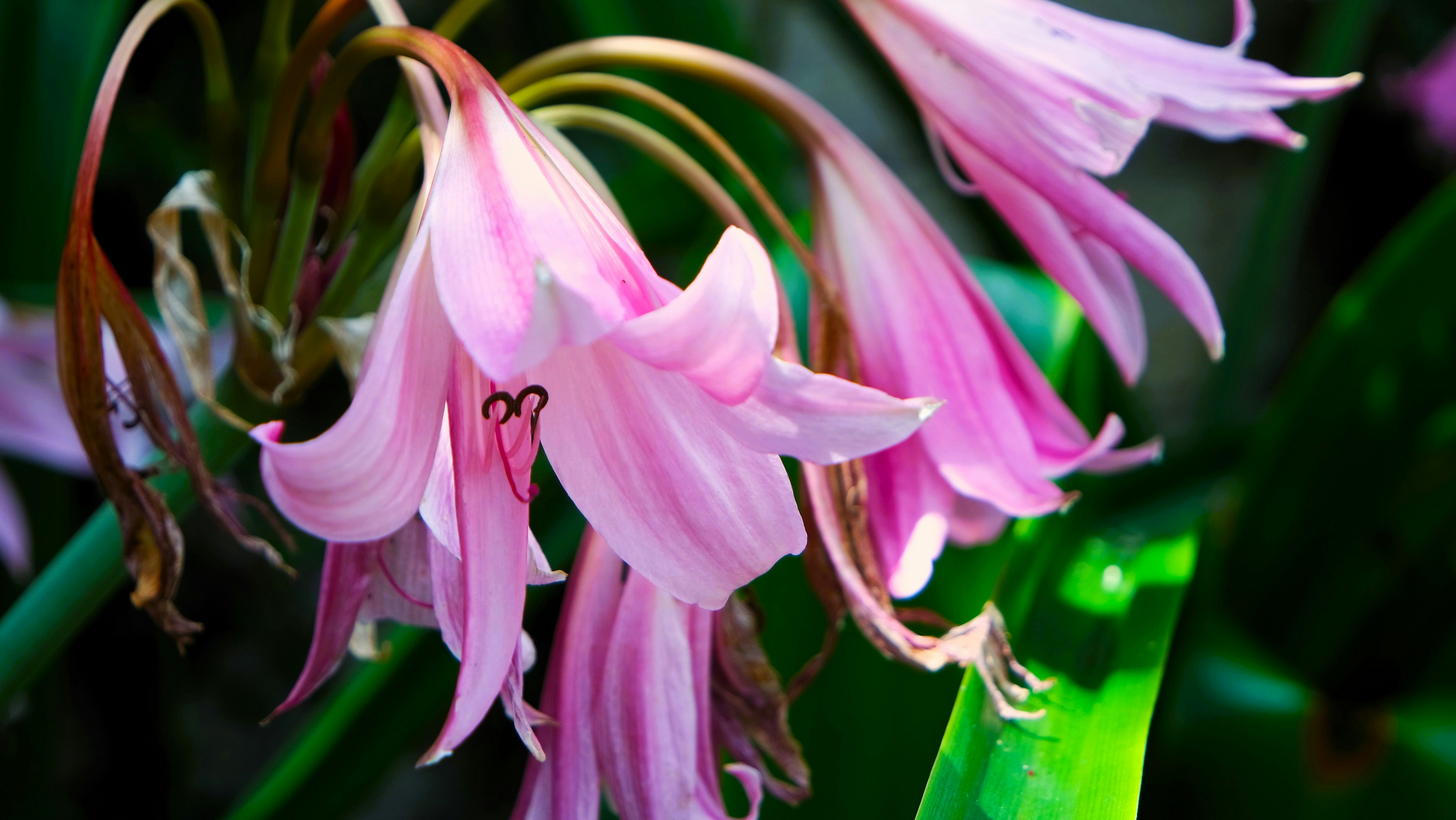 Petals in Soft Focus: A Close-up of Pink Lily-Flame Delicacy
