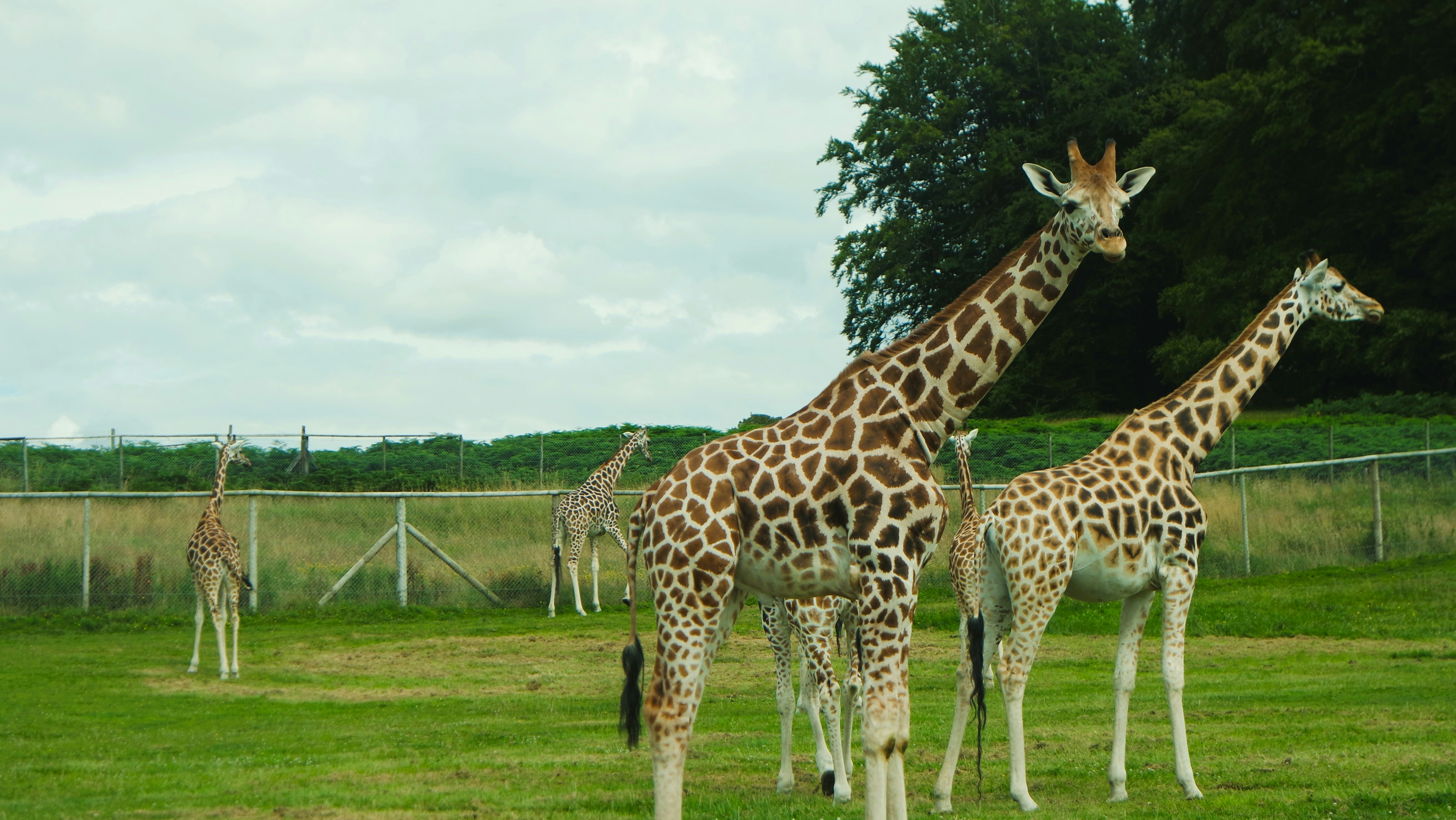 Giraffe Gathering: A Serene Safari Moment