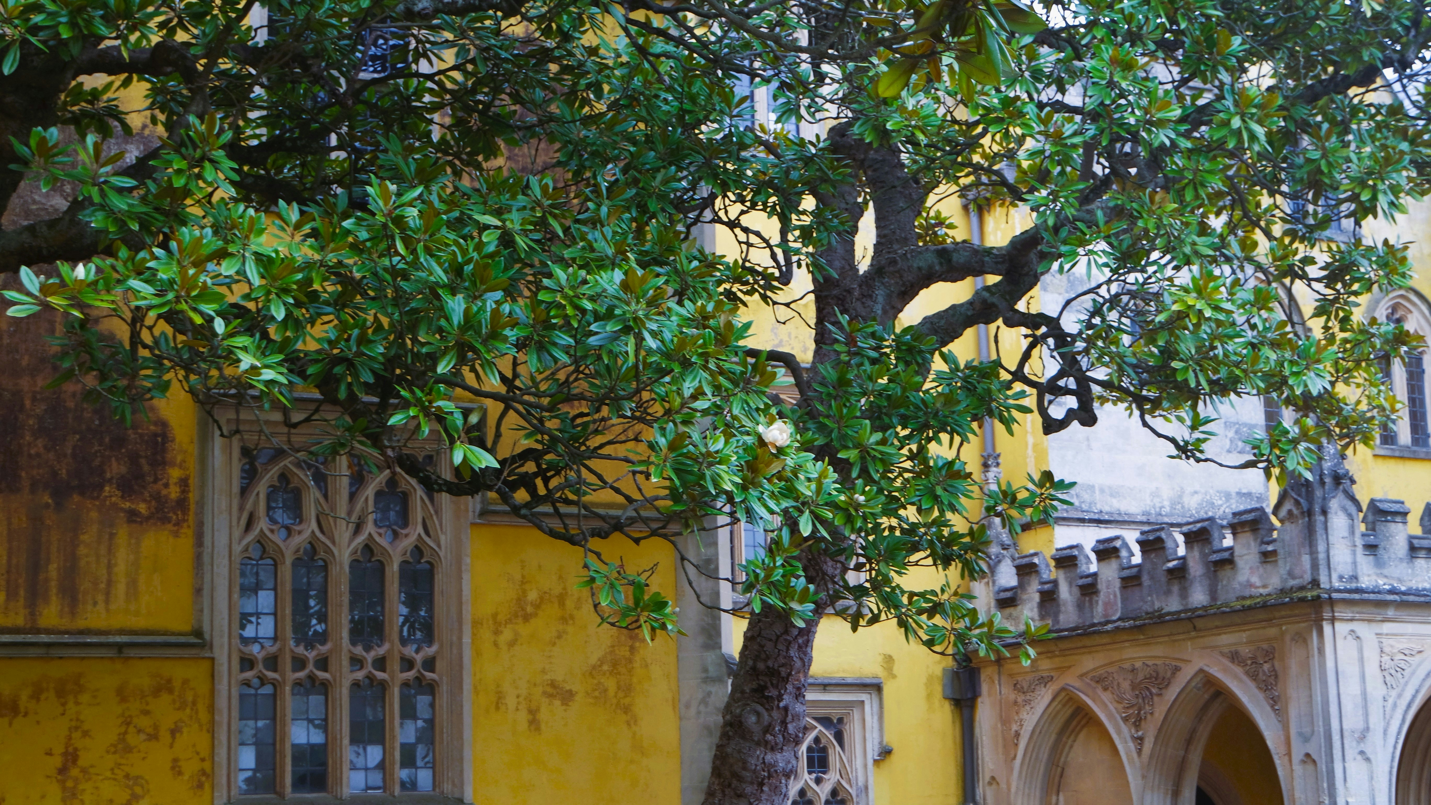 Golden Embrace of Nature and Architecture