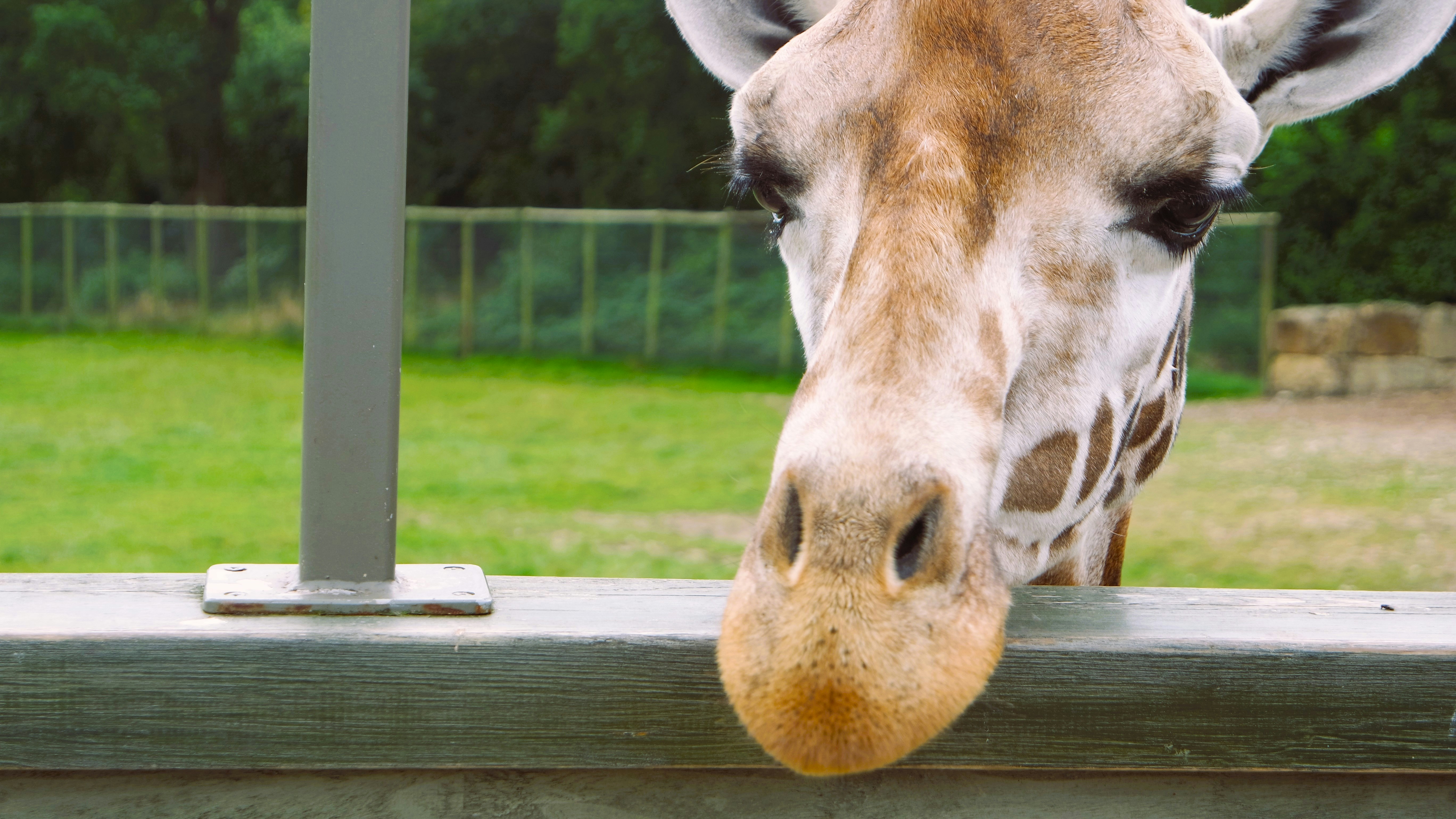 Curious Giraffe Peek: A Gentle Gaze Over the Rails