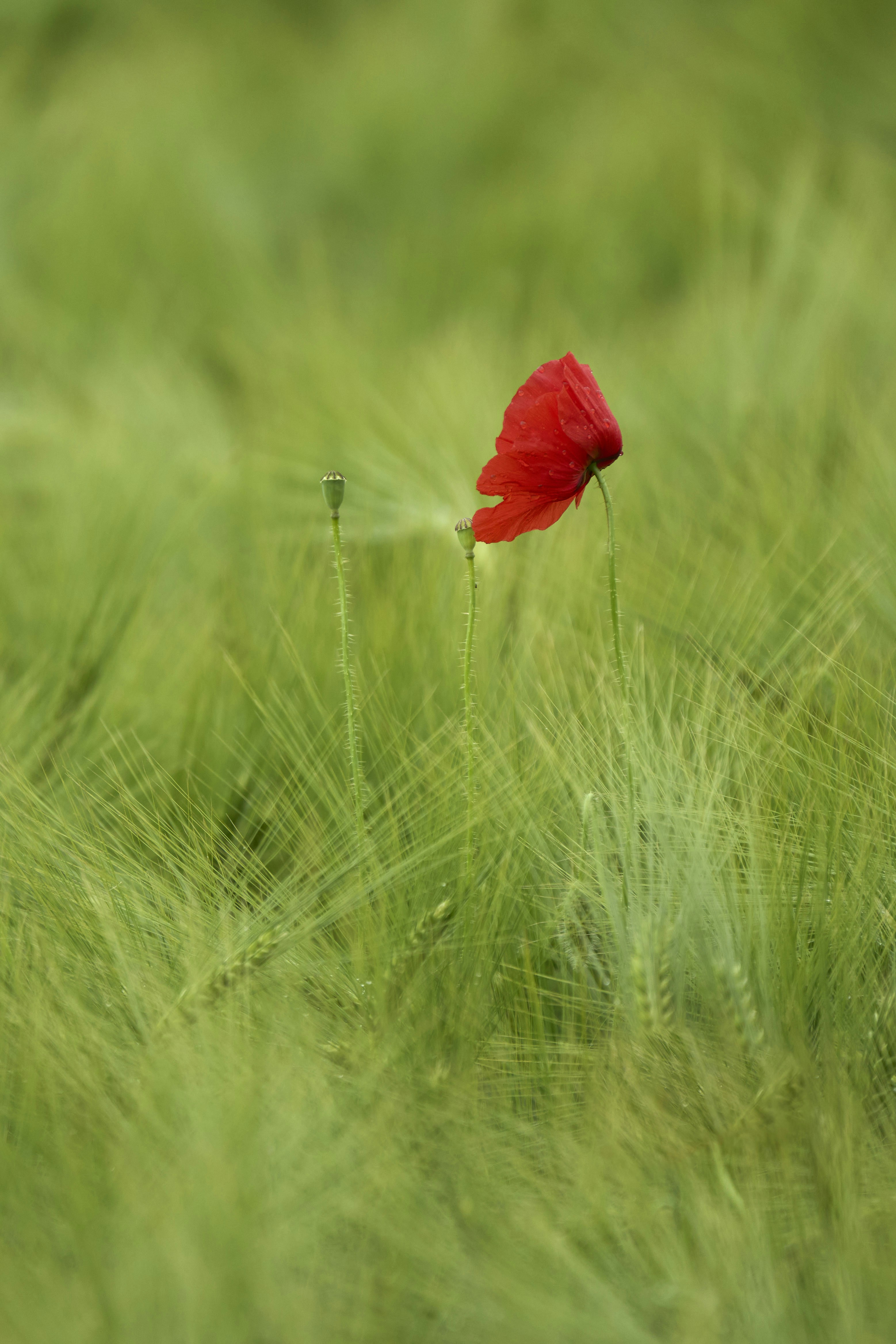 A Scarlet Beacon Amidst Verdant Waves