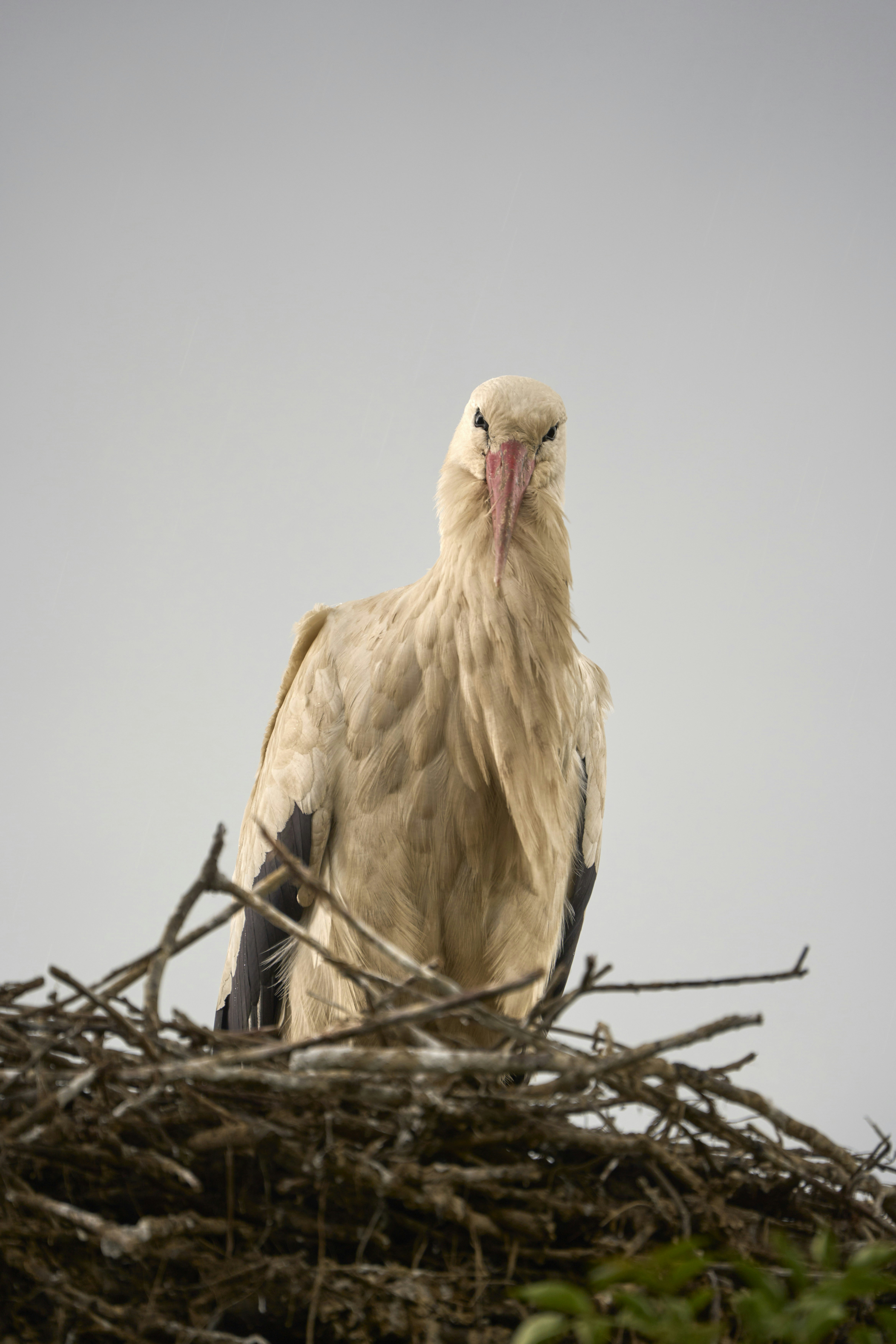 A stork sits in its nest, looking at you.